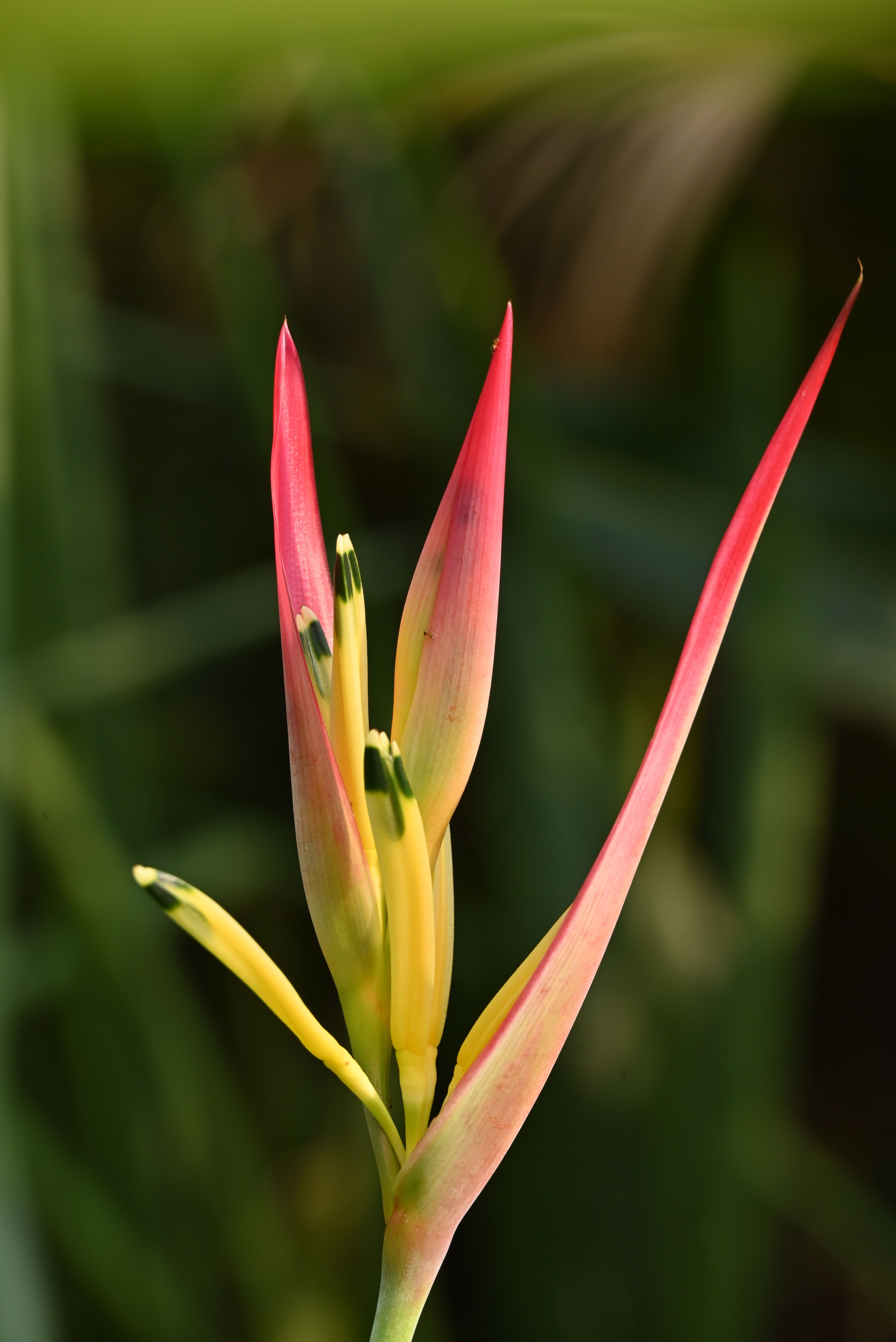 Close-up of a Parrots Beak Flower · Free Stock Photo