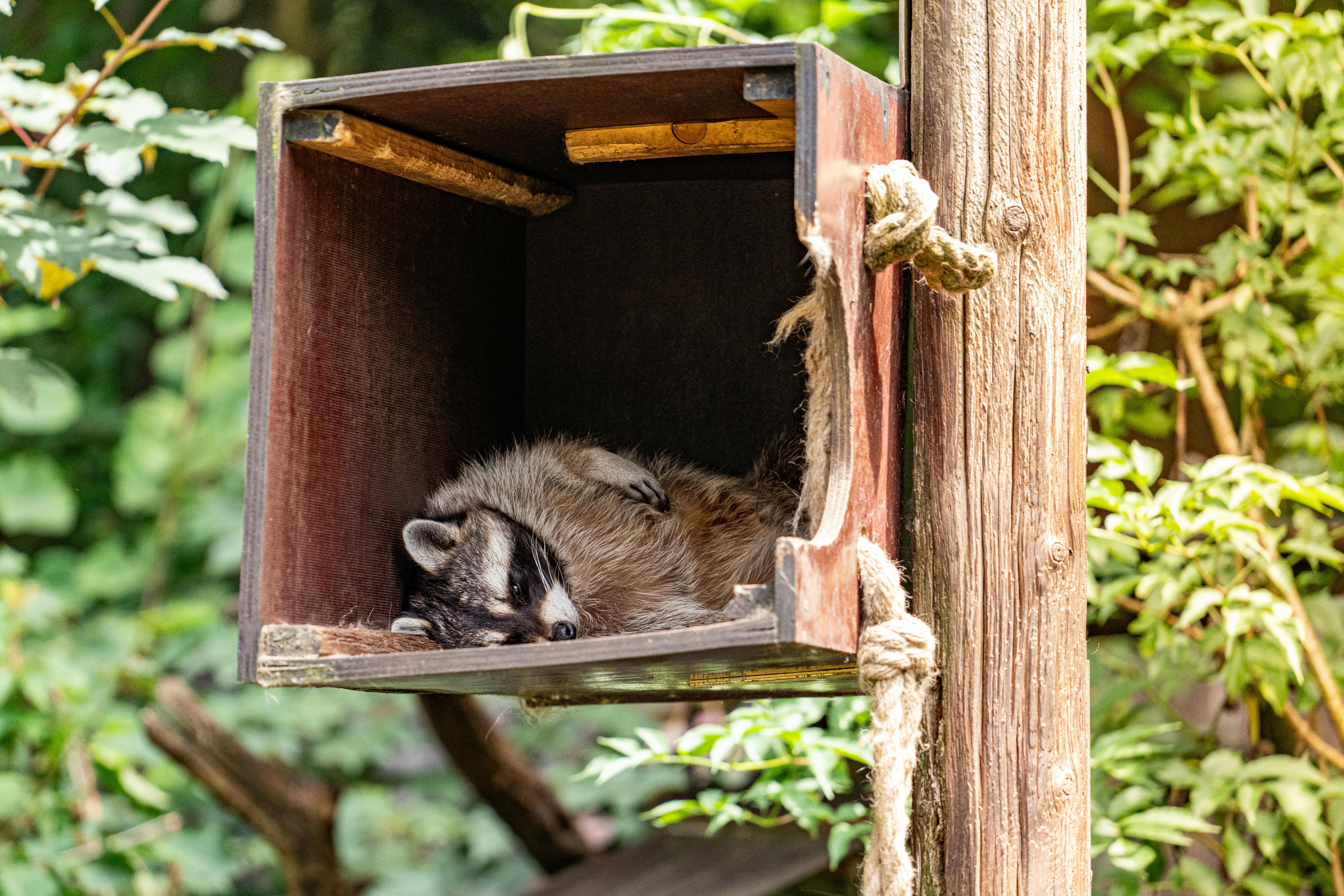 A Raccoon in a Box · Free Stock Photo