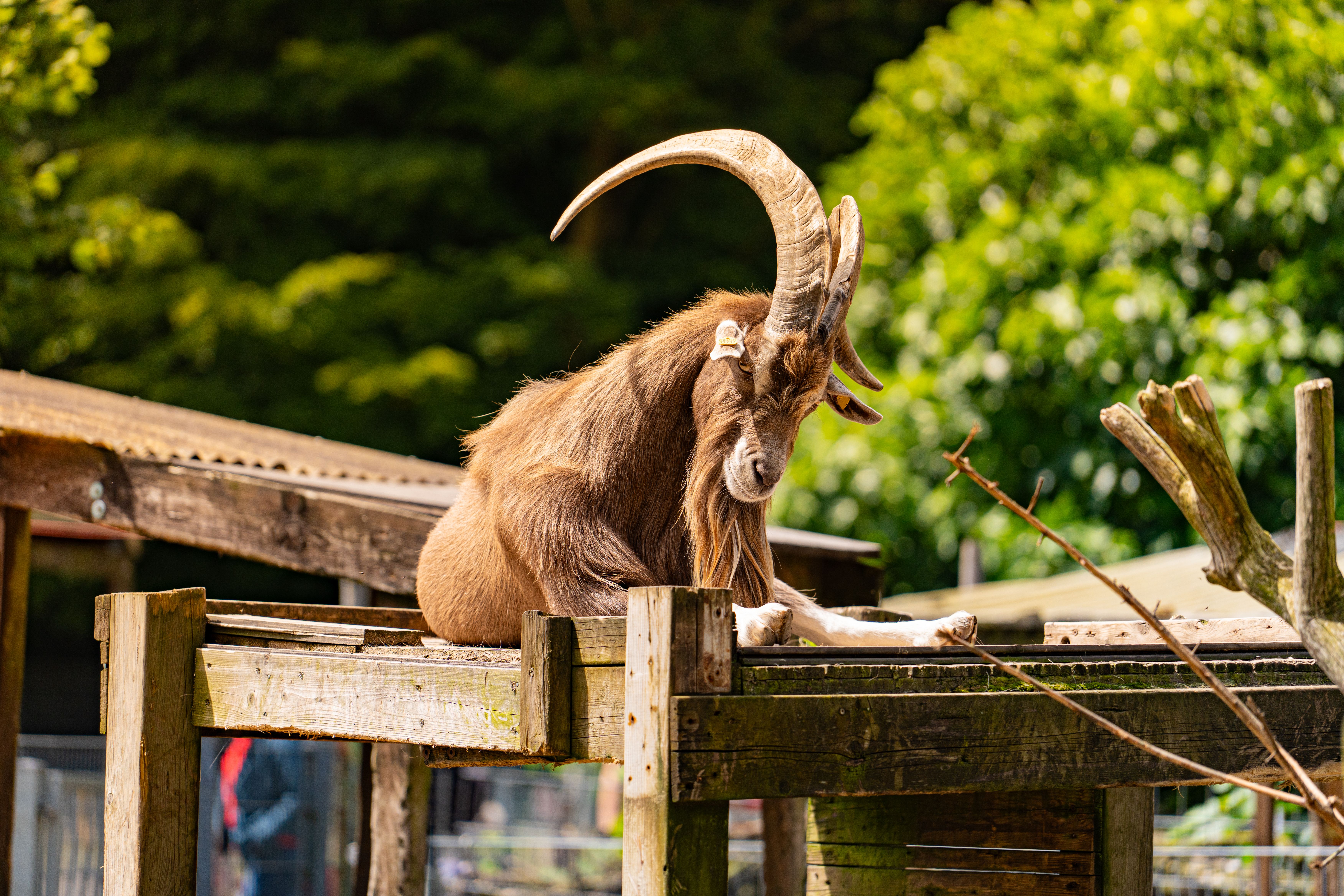 A Goat with Long Horns Sitting on a Wooden Construction · Free Stock Photo