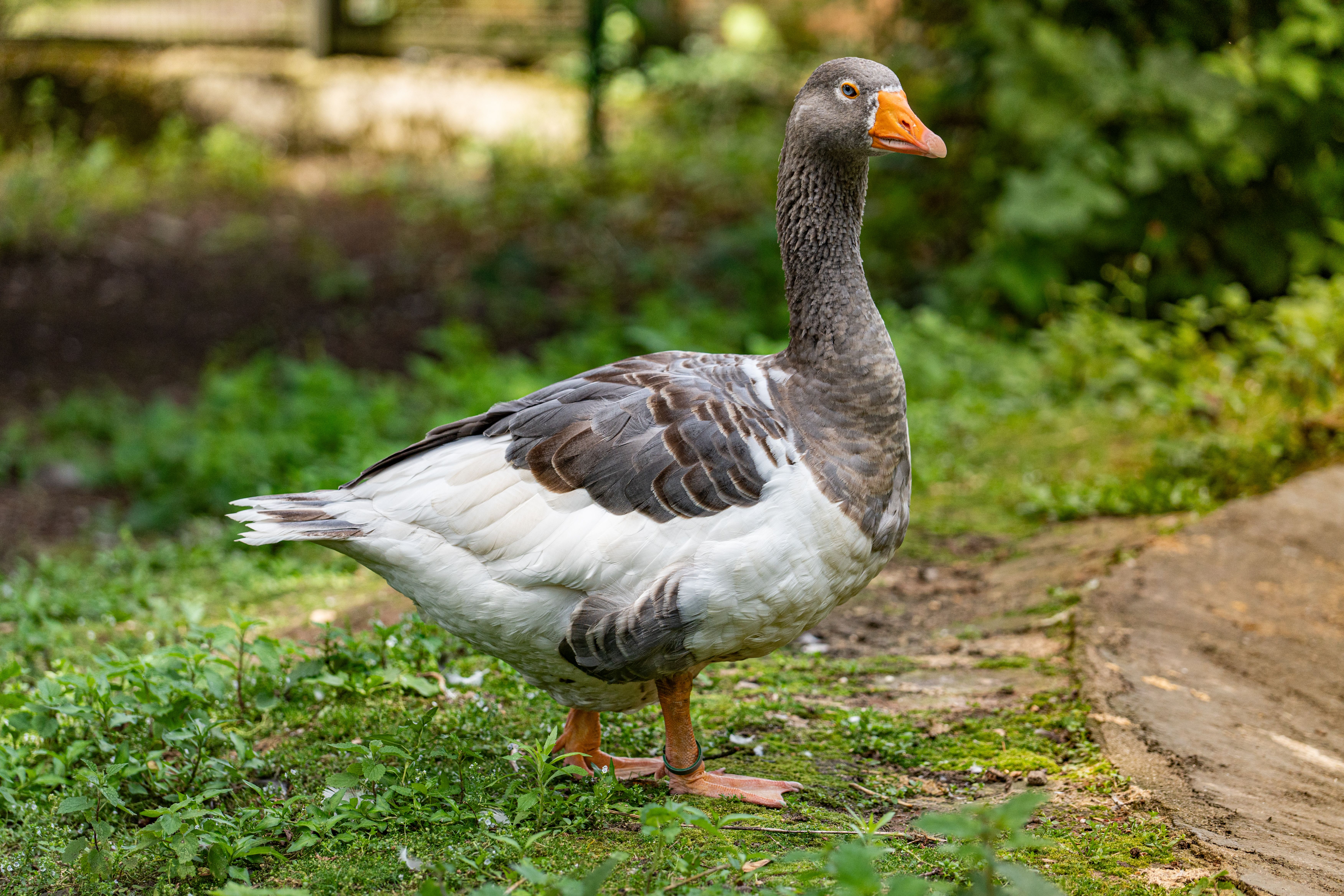 A goose standing on the grass near some trees · Free Stock Photo