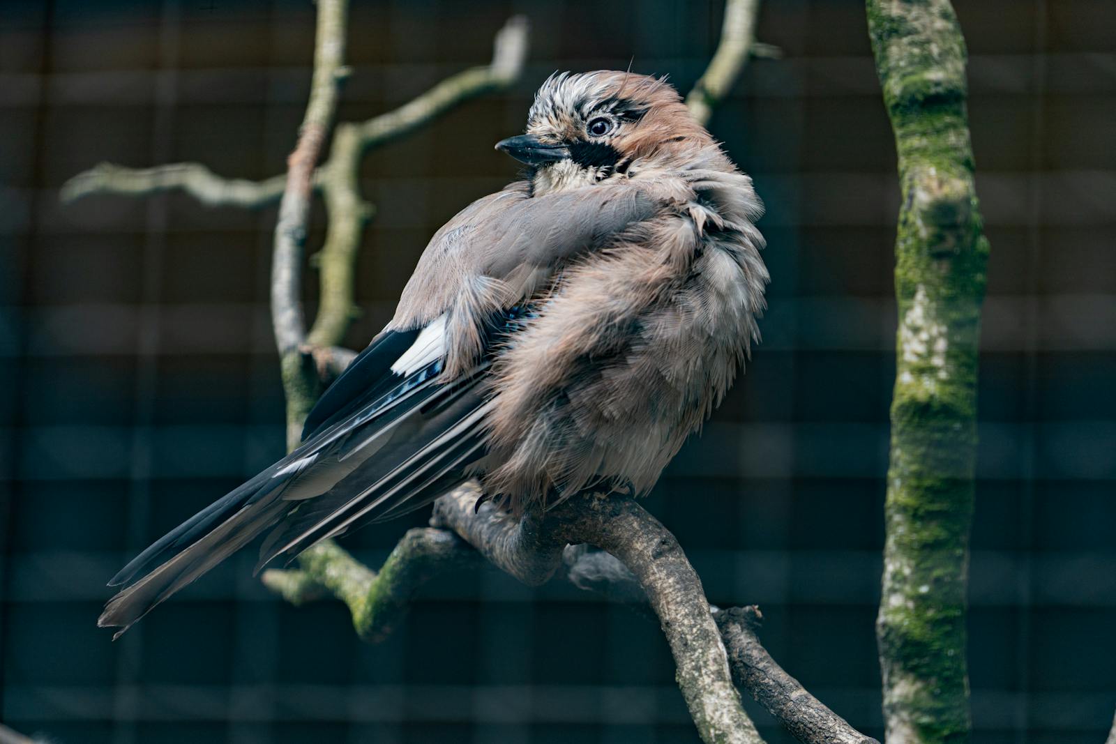 Jay Bheem Photos, Download The BEST Free Jay Bheem Stock Photos & HD Images