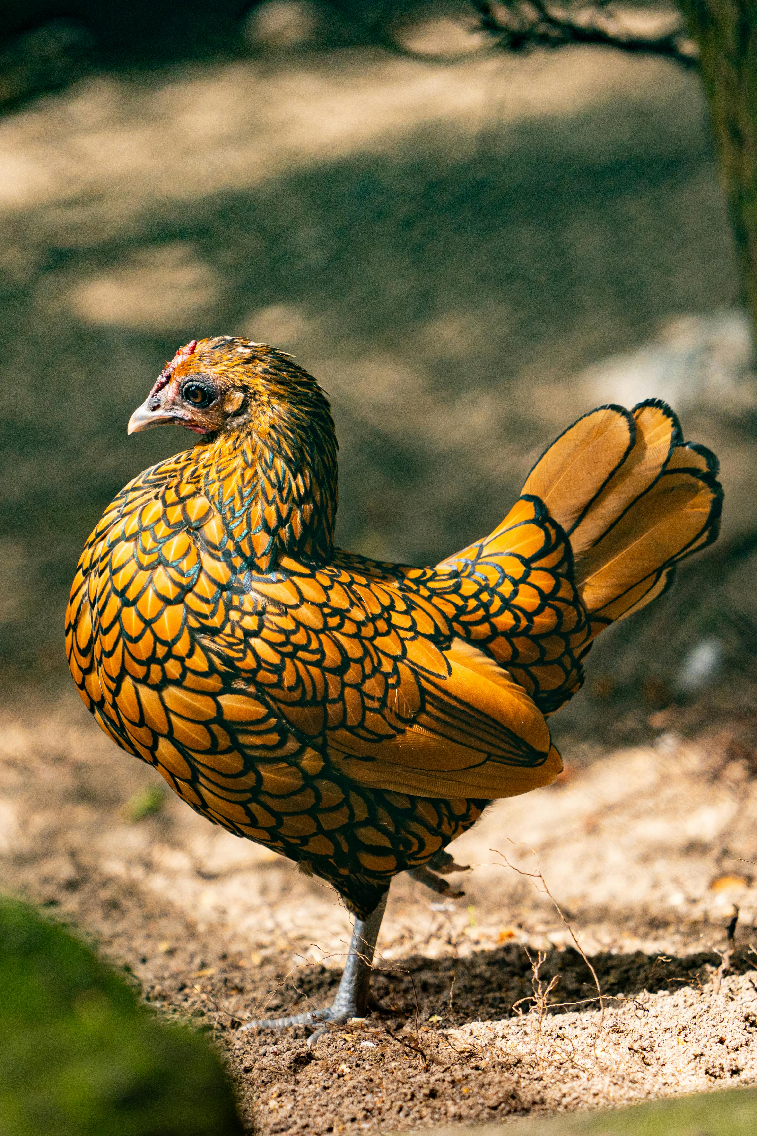 Close-up of a Sebright Chicken · Free Stock Photo