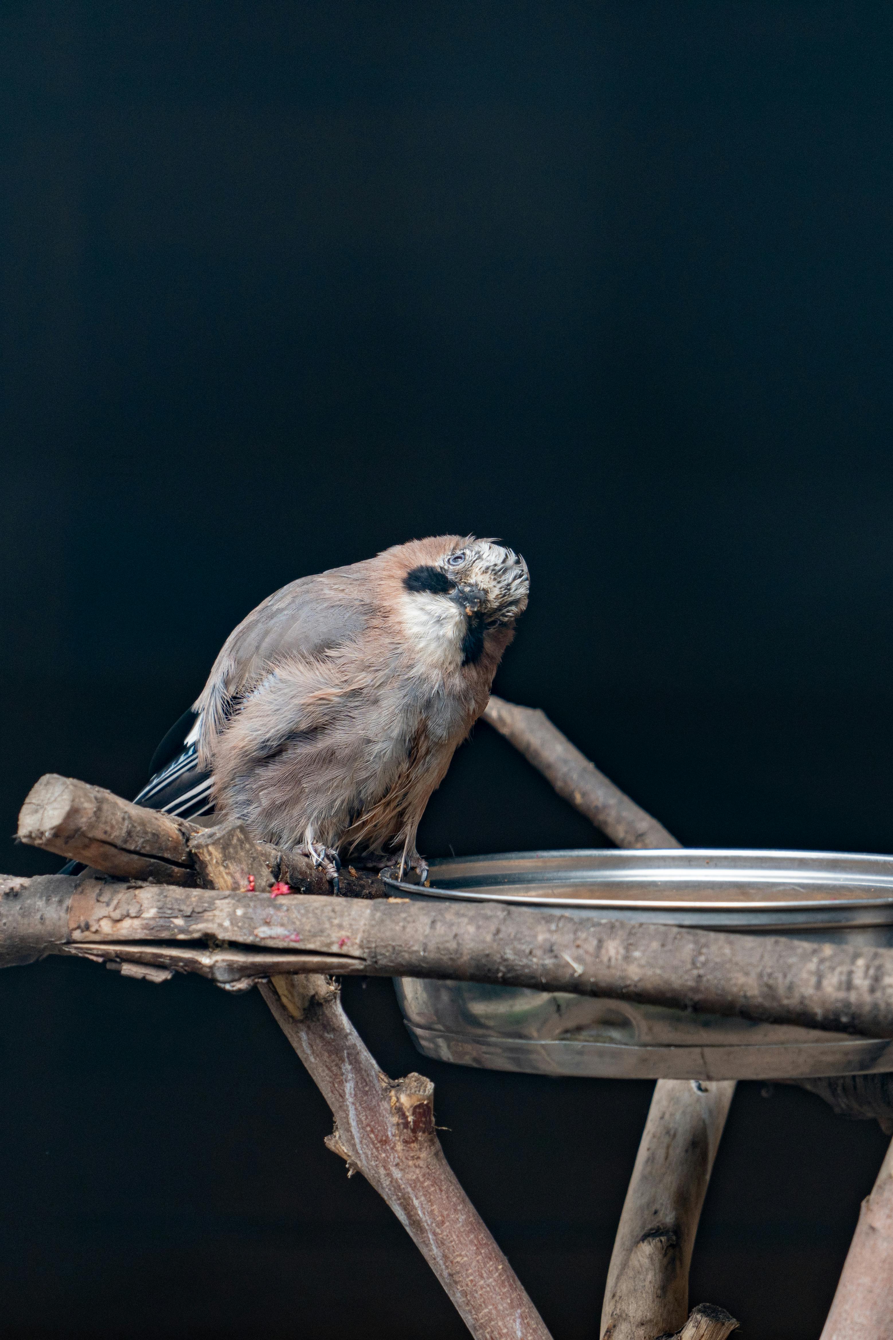 Close-up of an Eurasian Jay Sitting on Sticks · Free Stock Photo
