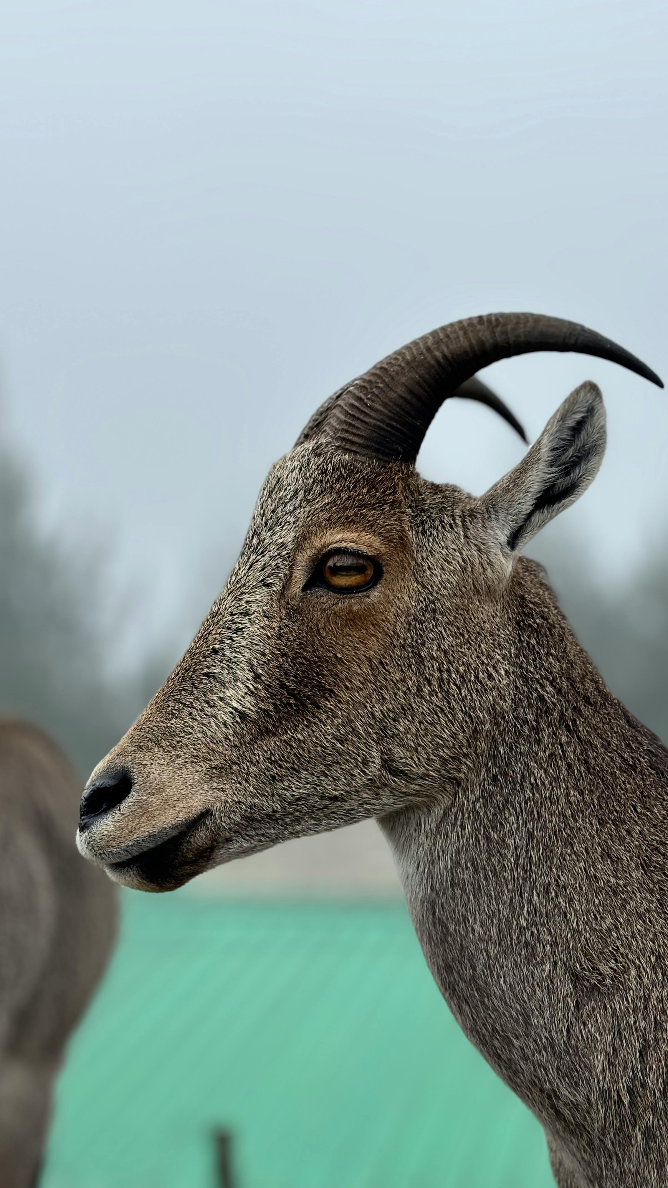 Head of a Horned Gray Goat Close-up · Free Stock Photo