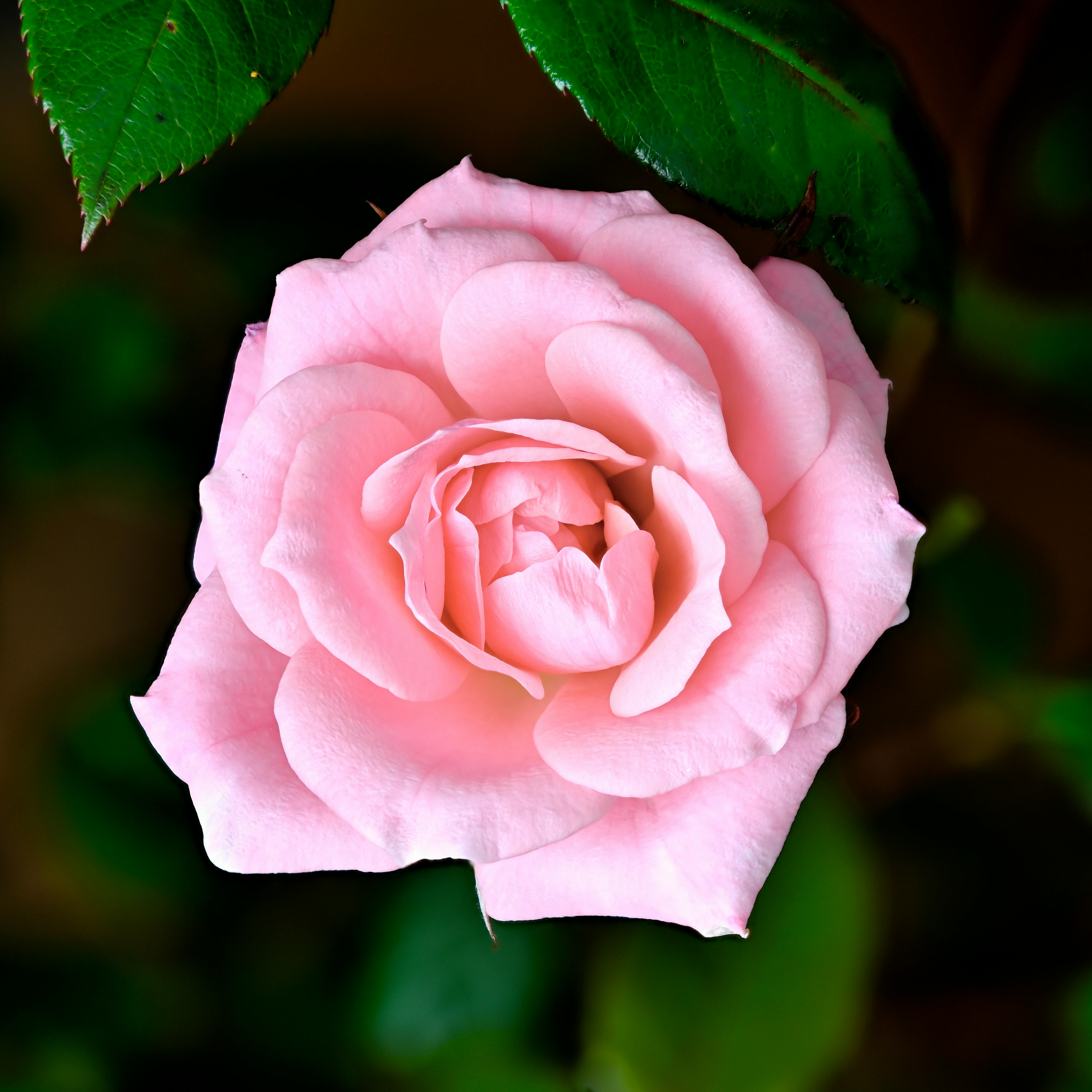 Close-up of a Pink Rose · Free Stock Photo