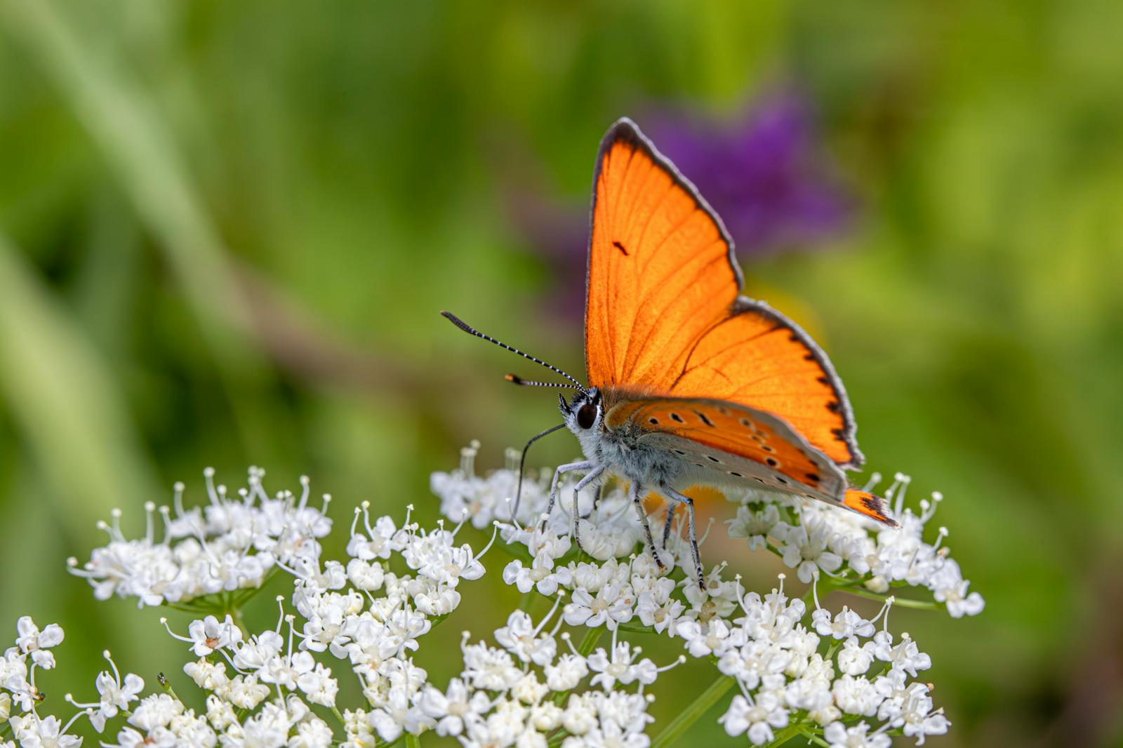 Butterfly Morphing Photos, Download The BEST Free Butterfly Morphing ...