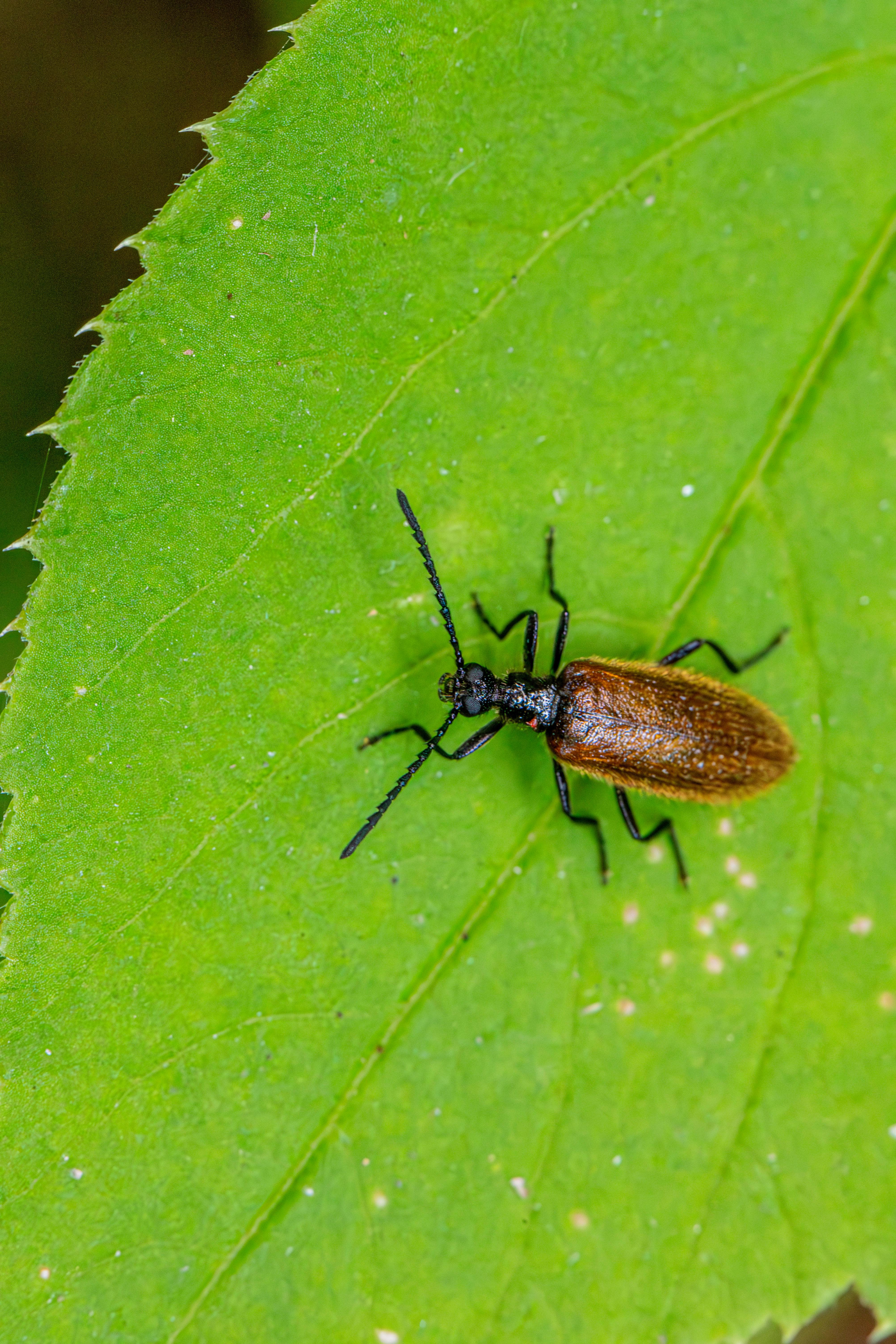 A small brown bug on a green leaf · Free Stock Photo