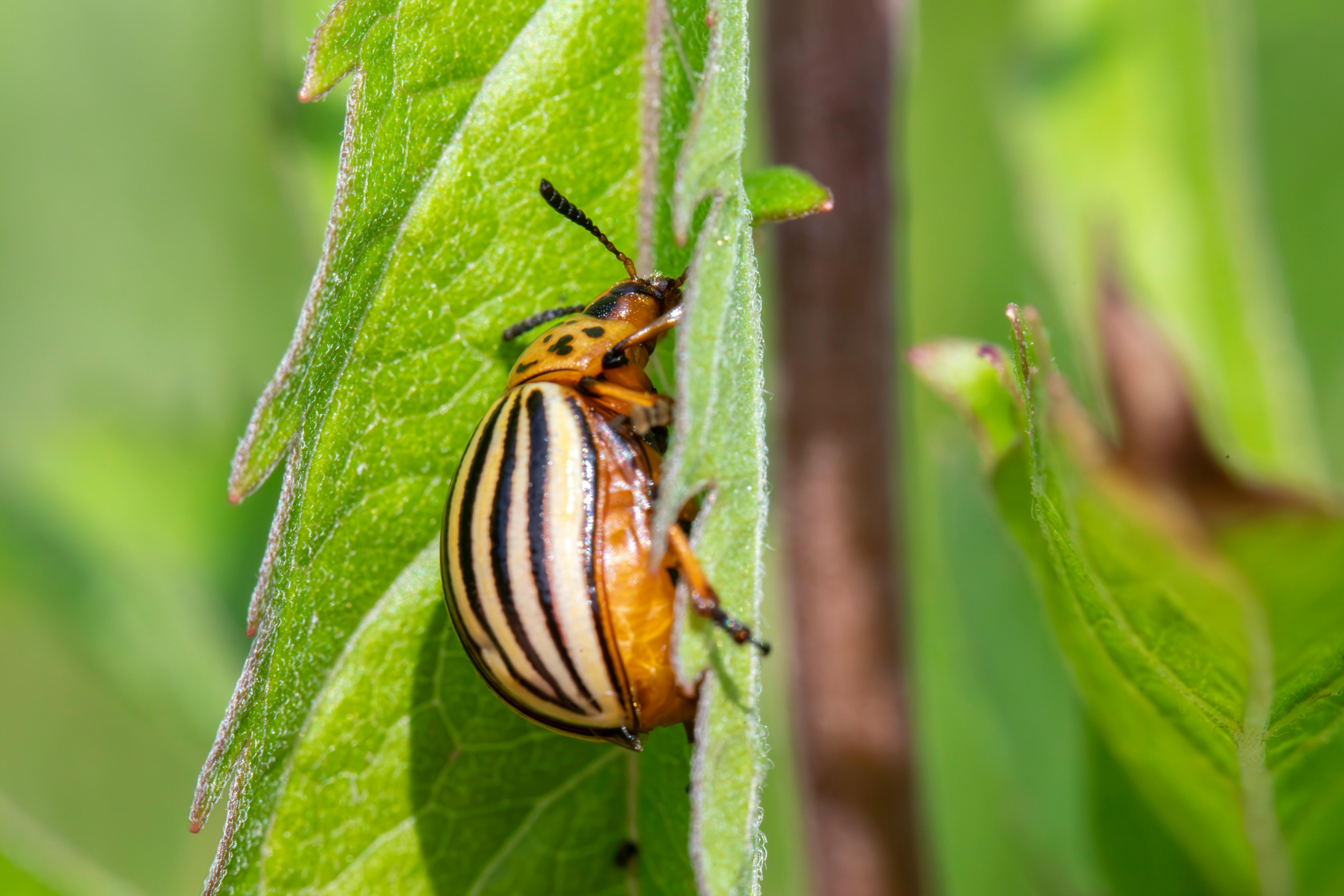 A striped beetle on a green leaf · Free Stock Photo