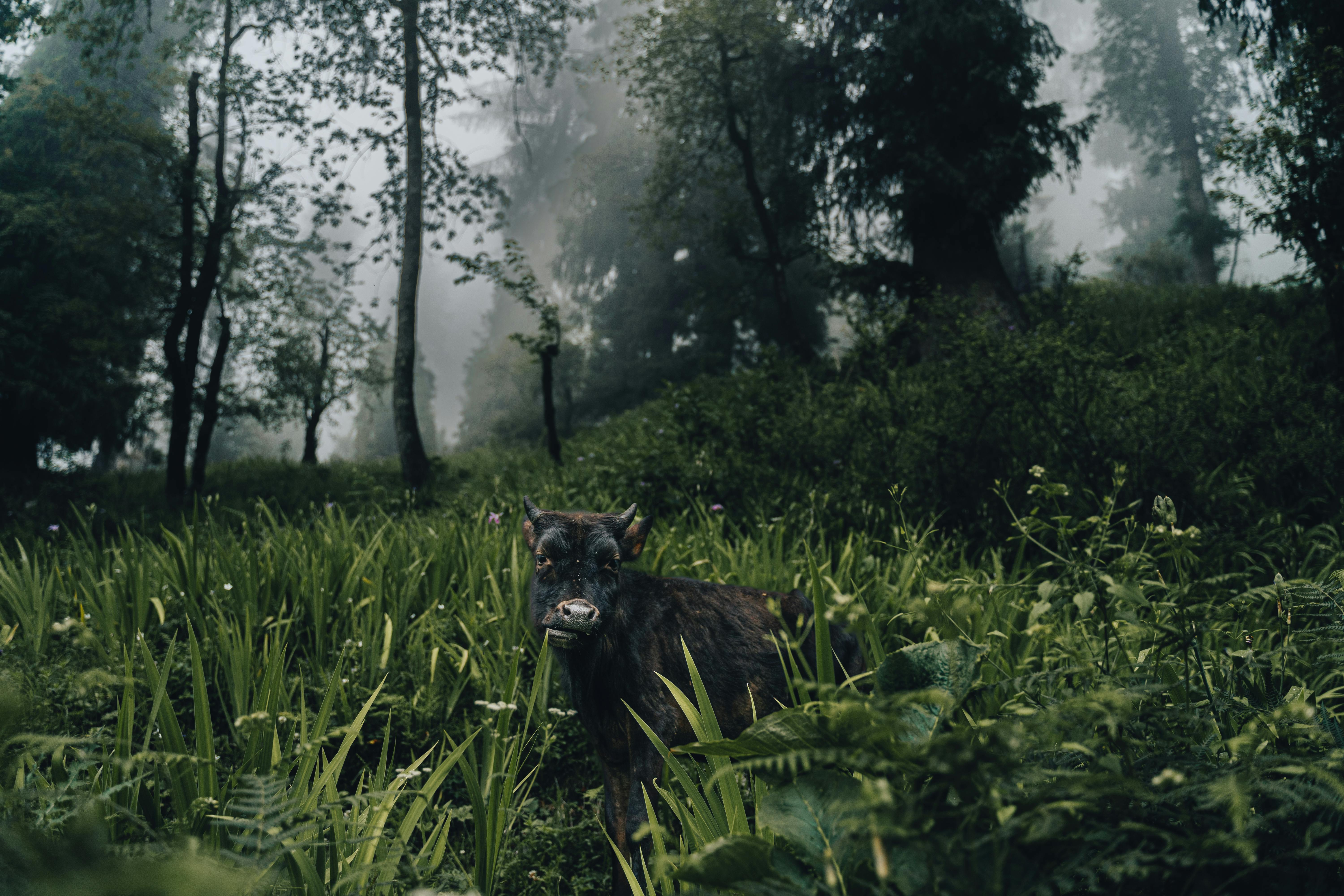 Animals Focused Photos, Download The BEST Free Animals Focused Stock ...