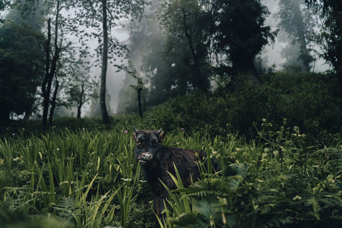 Forest Animals Photos, Download The BEST Free Forest Animals Stock ...