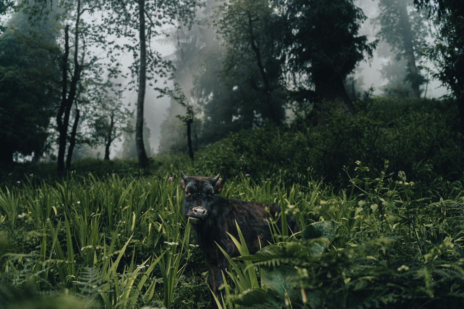 Forest Animals Photos, Download The BEST Free Forest Animals Stock ...