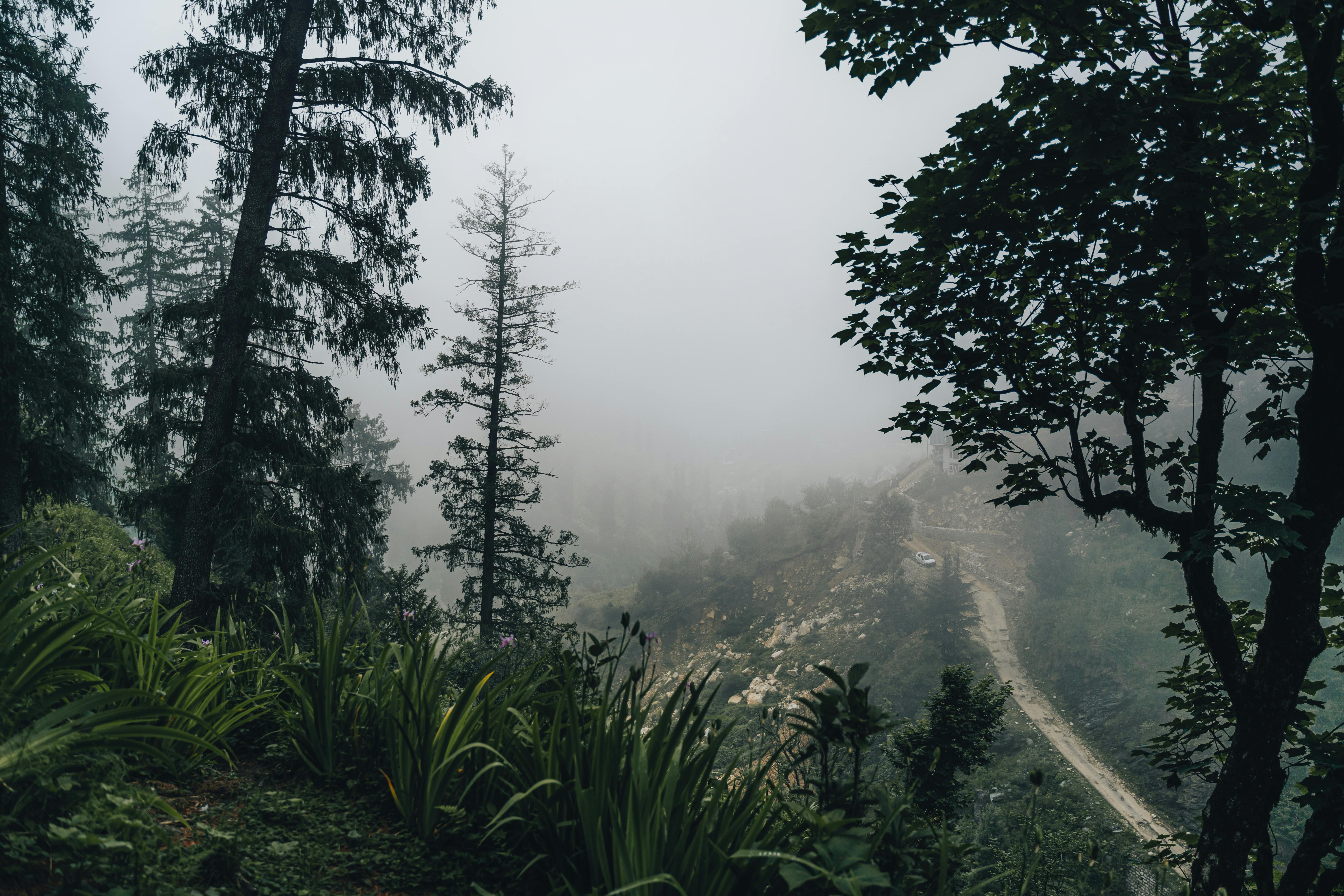 Green forest on hill in haze · Free Stock Photo