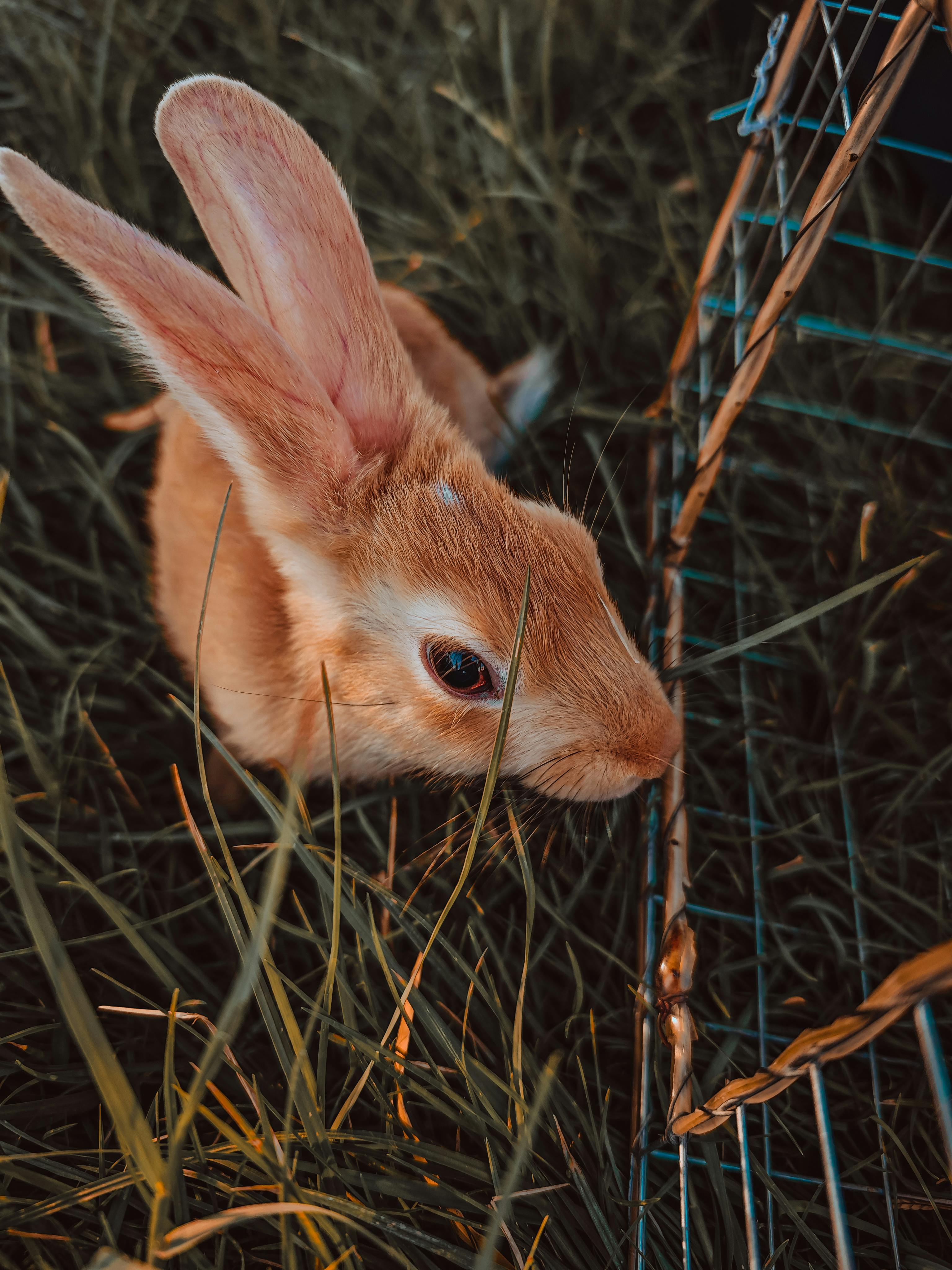Close-up of Rabbit on Field · Free Stock Photo