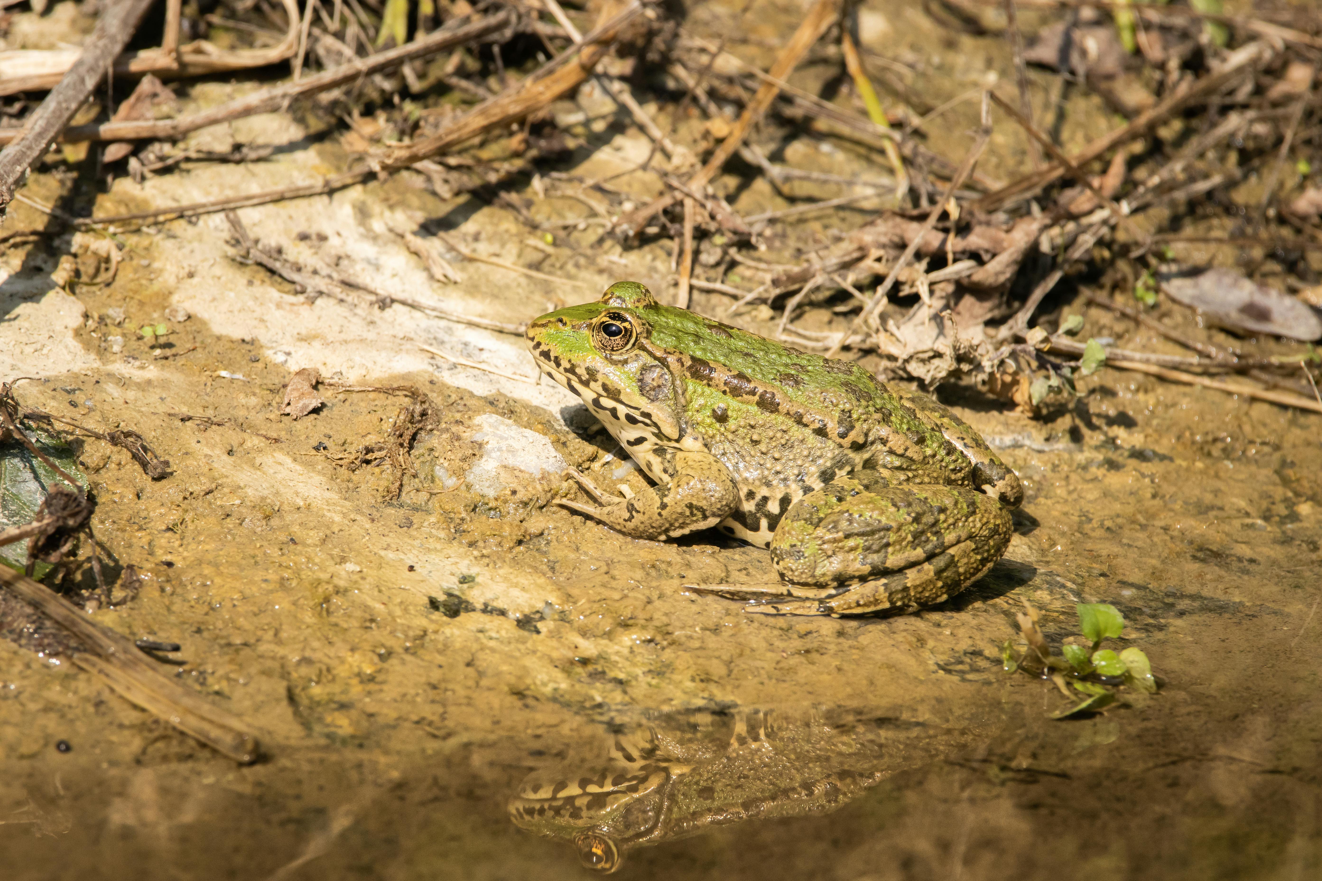 Albanian Water Frog on Sand near Water · Free Stock Photo