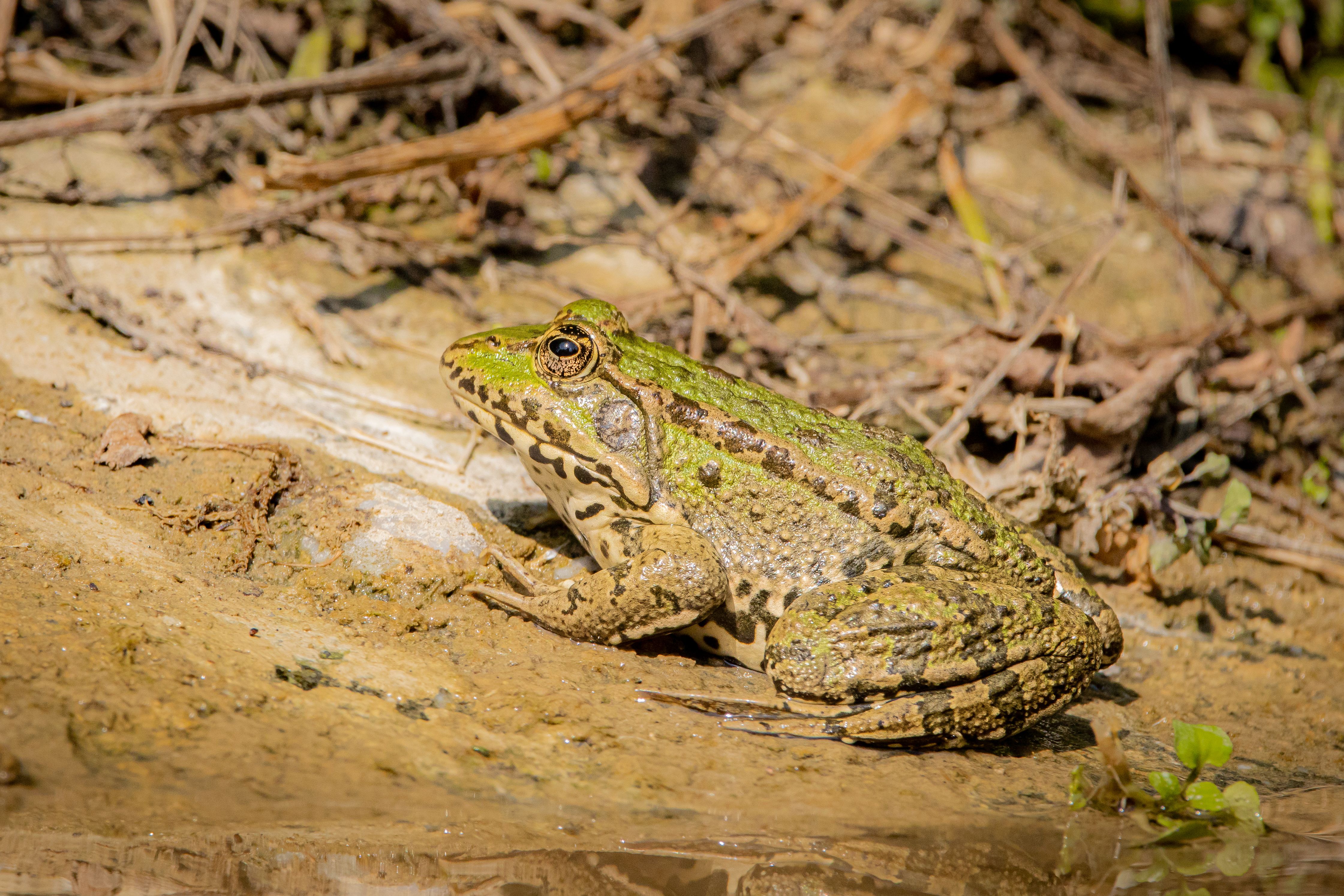 Close-up of a Frog Sitting on the Sand · Free Stock Photo
