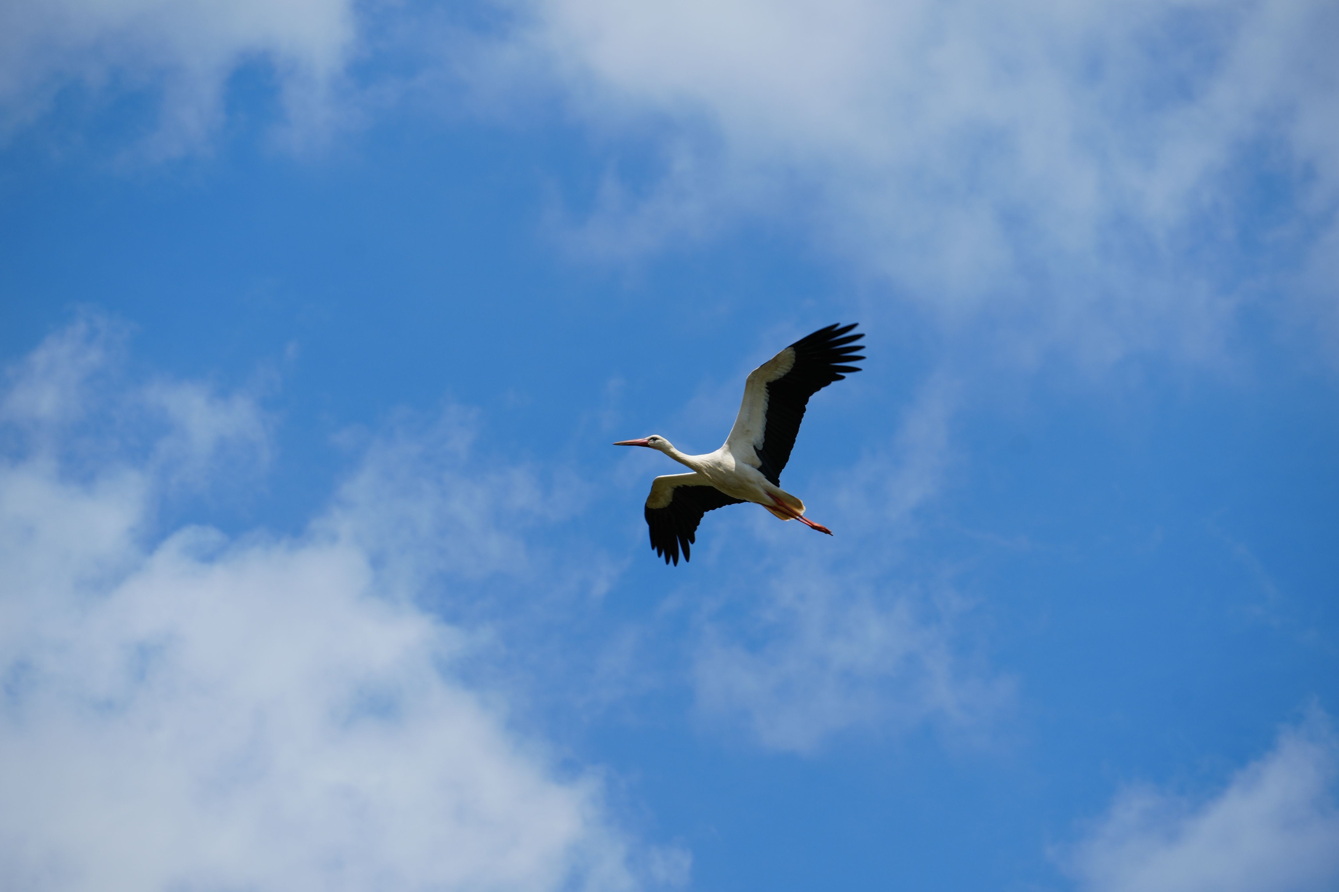 White Stork Flying in Sky · Free Stock Photo