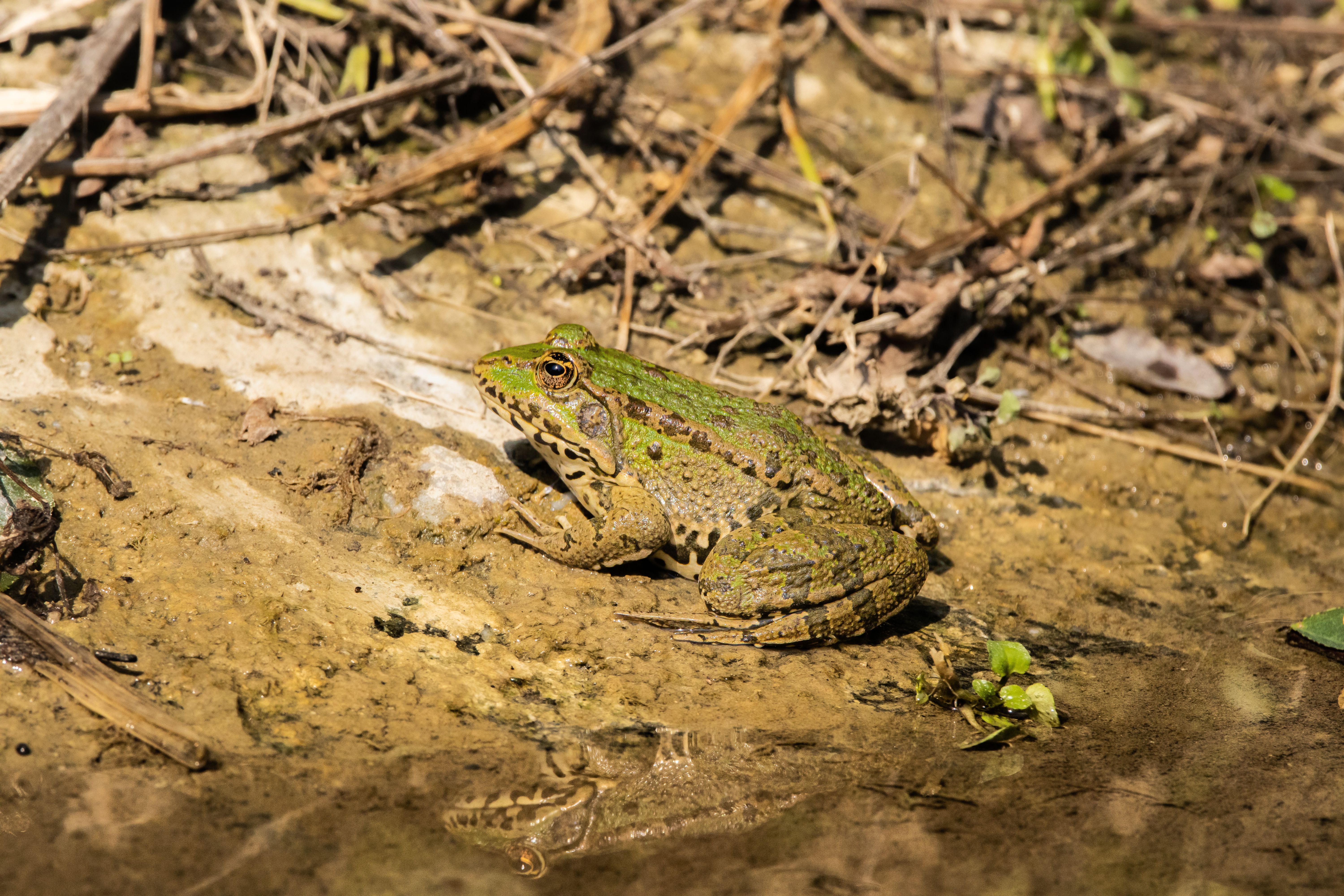 Close-up of a Frog Sitting on the Ground · Free Stock Photo