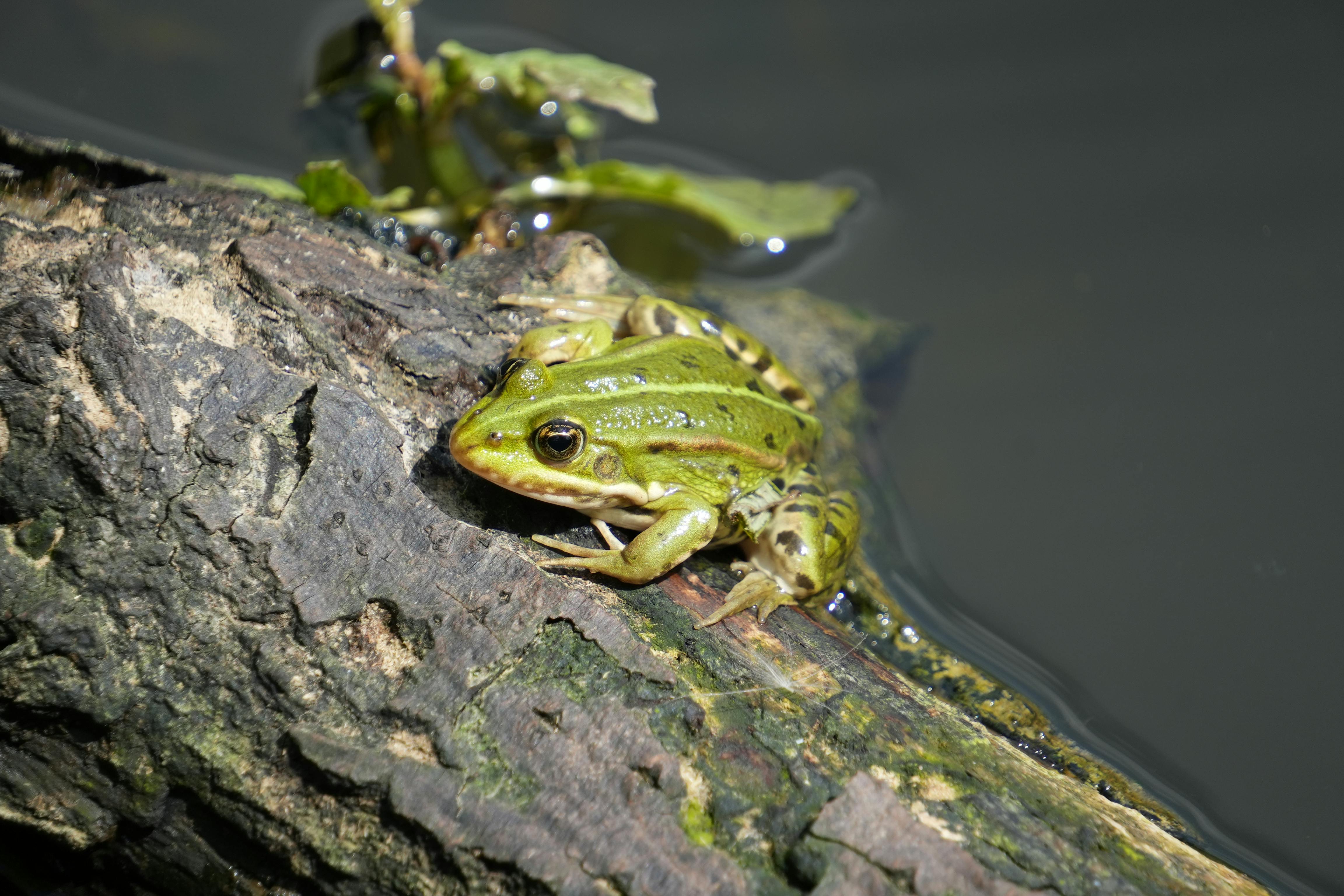 Frog · Free Stock Photo