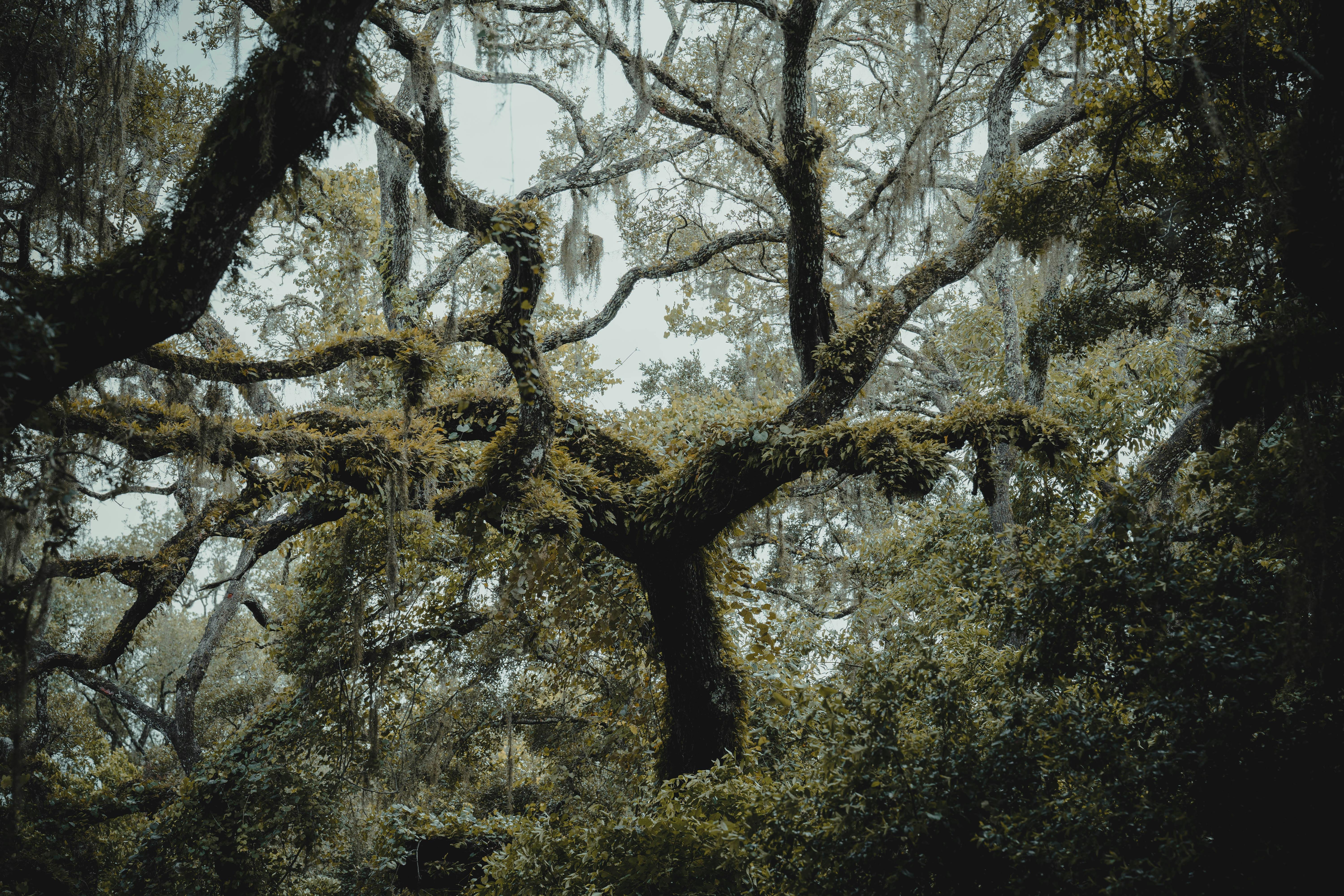 A spooky tree · Free Stock Photo