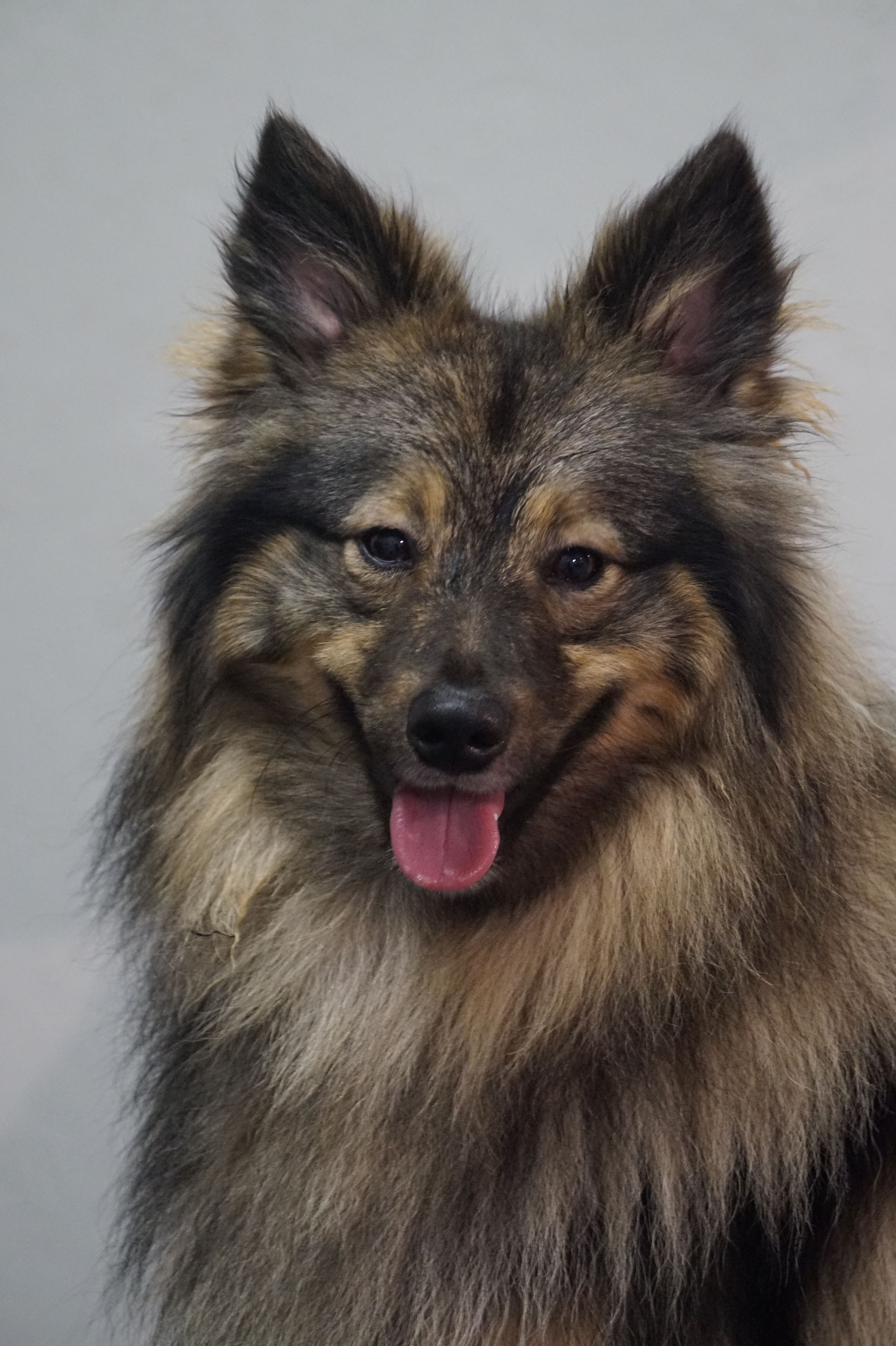 Dog Breed: Keeshond Photos, Download The BEST Free Dog Breed: Keeshond ...