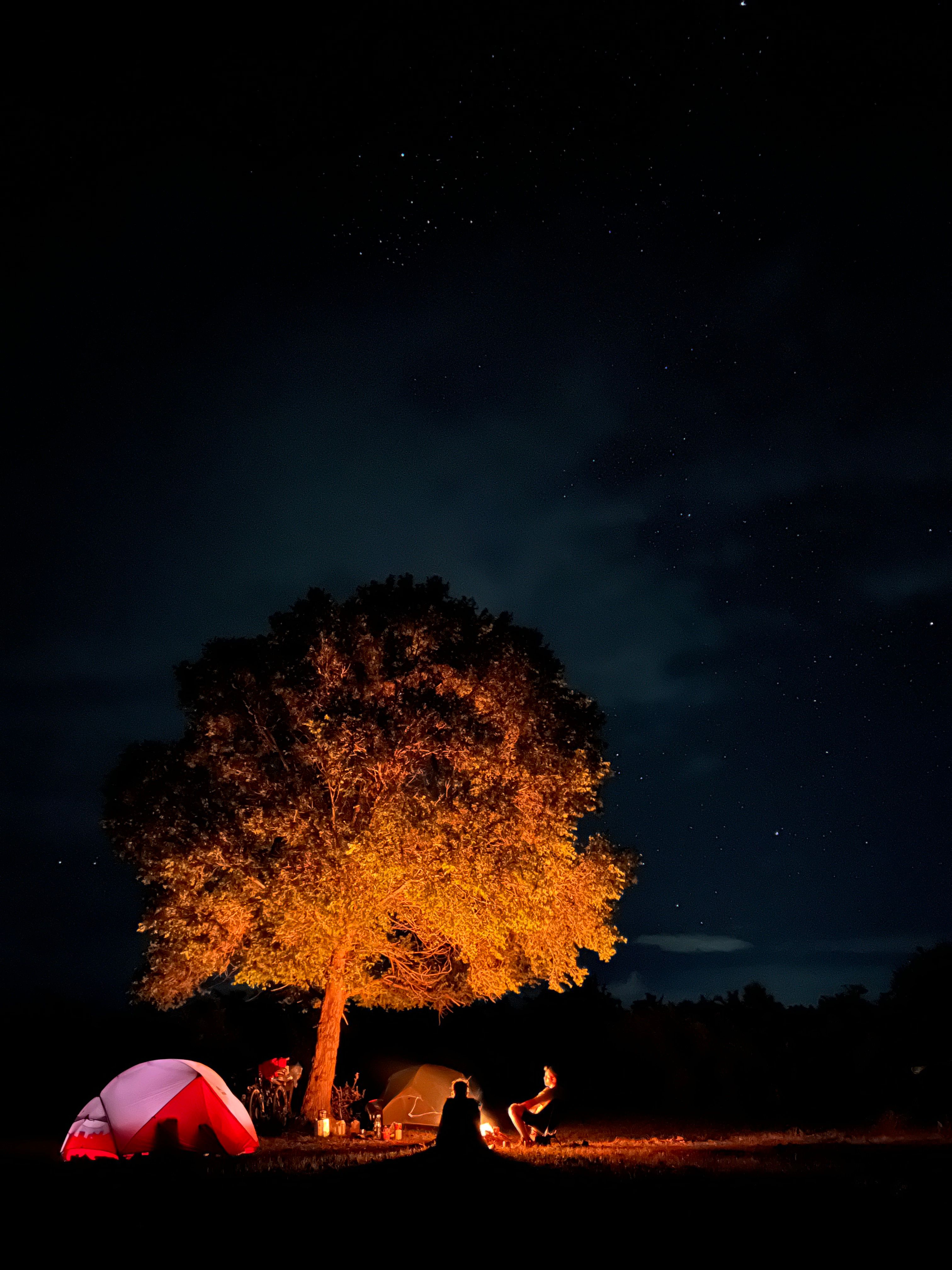 People Camping under Single Tree at Night · Free Stock Photo