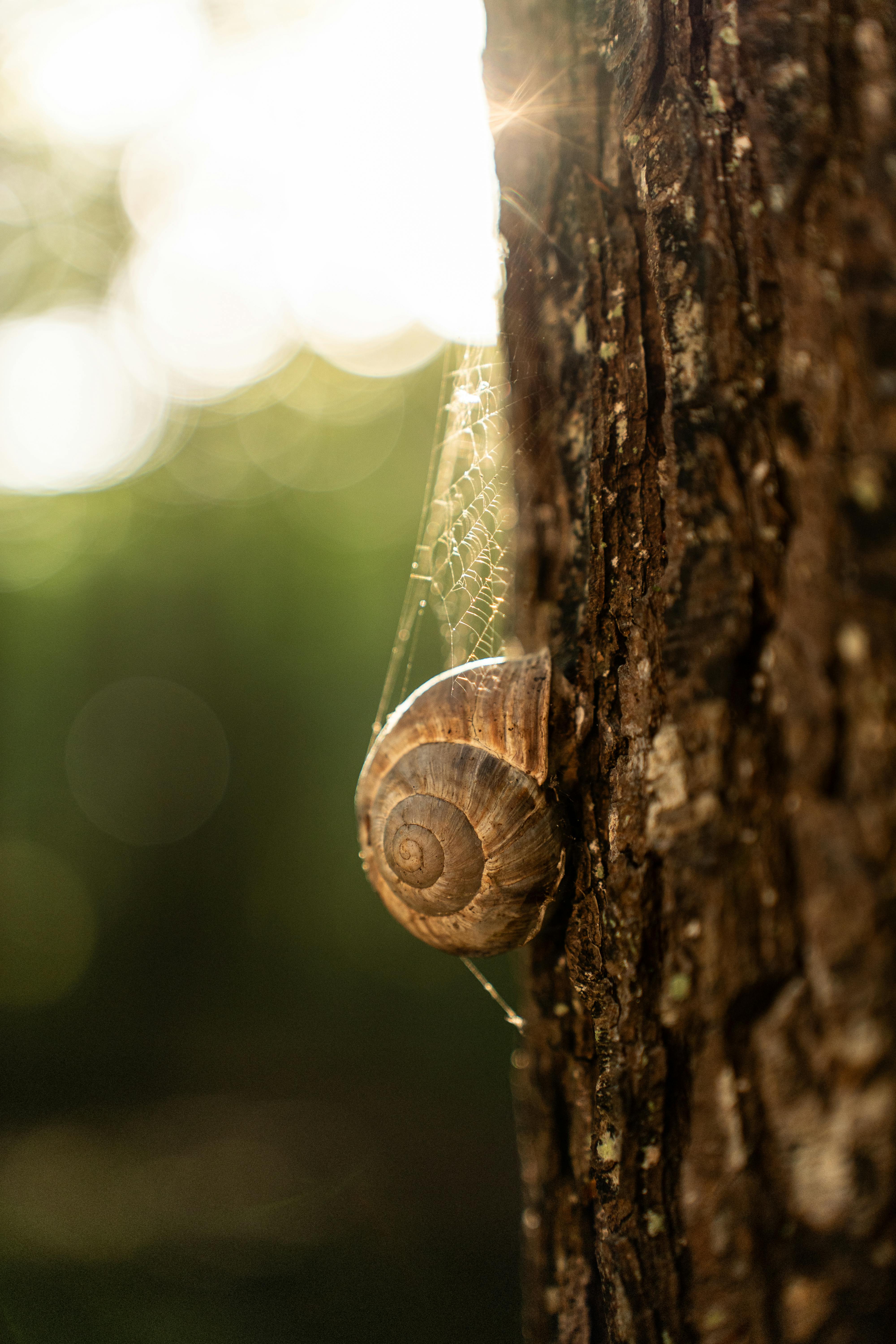 Snail on Bark · Free Stock Photo