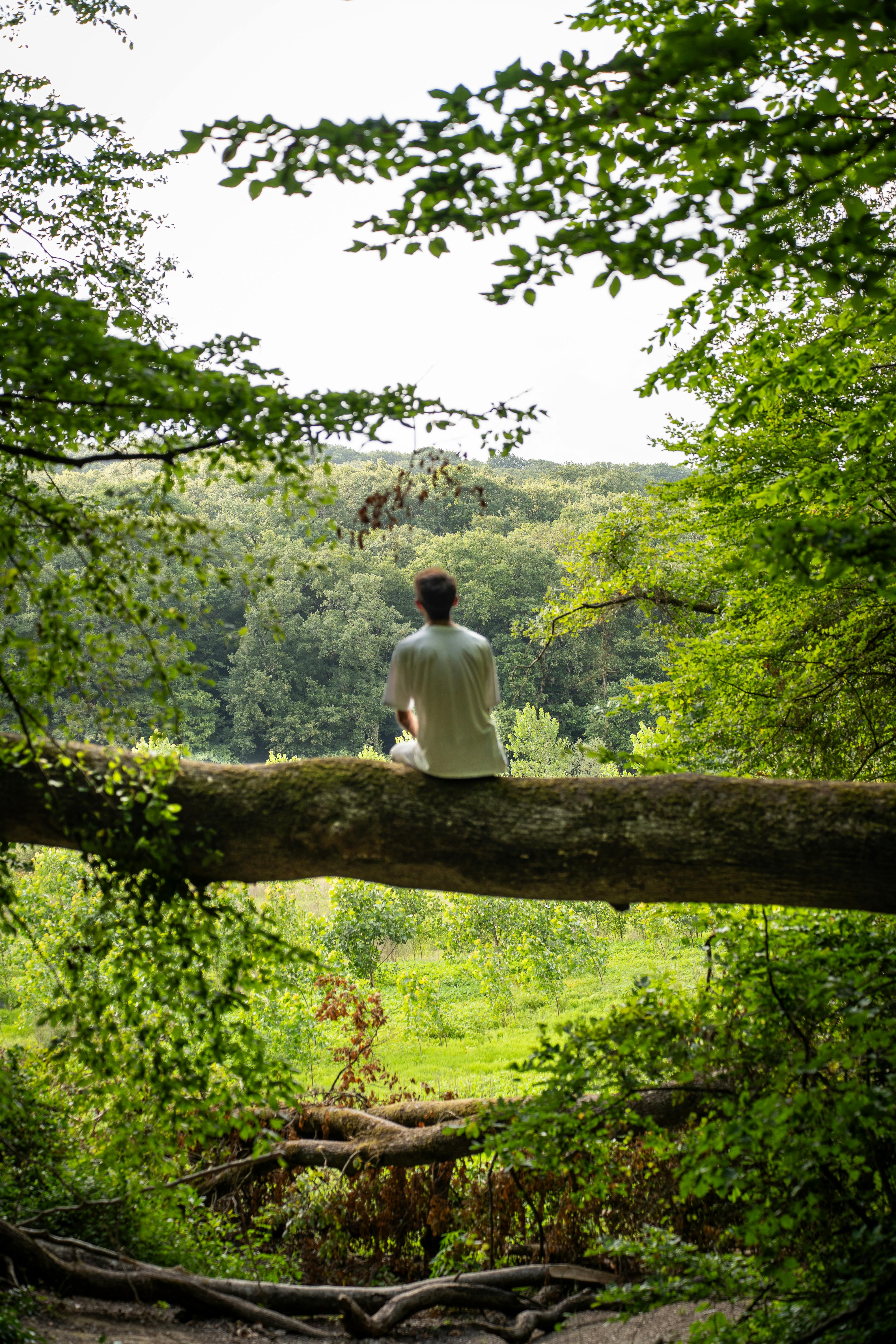 Man Sitting on Tree · Free Stock Photo