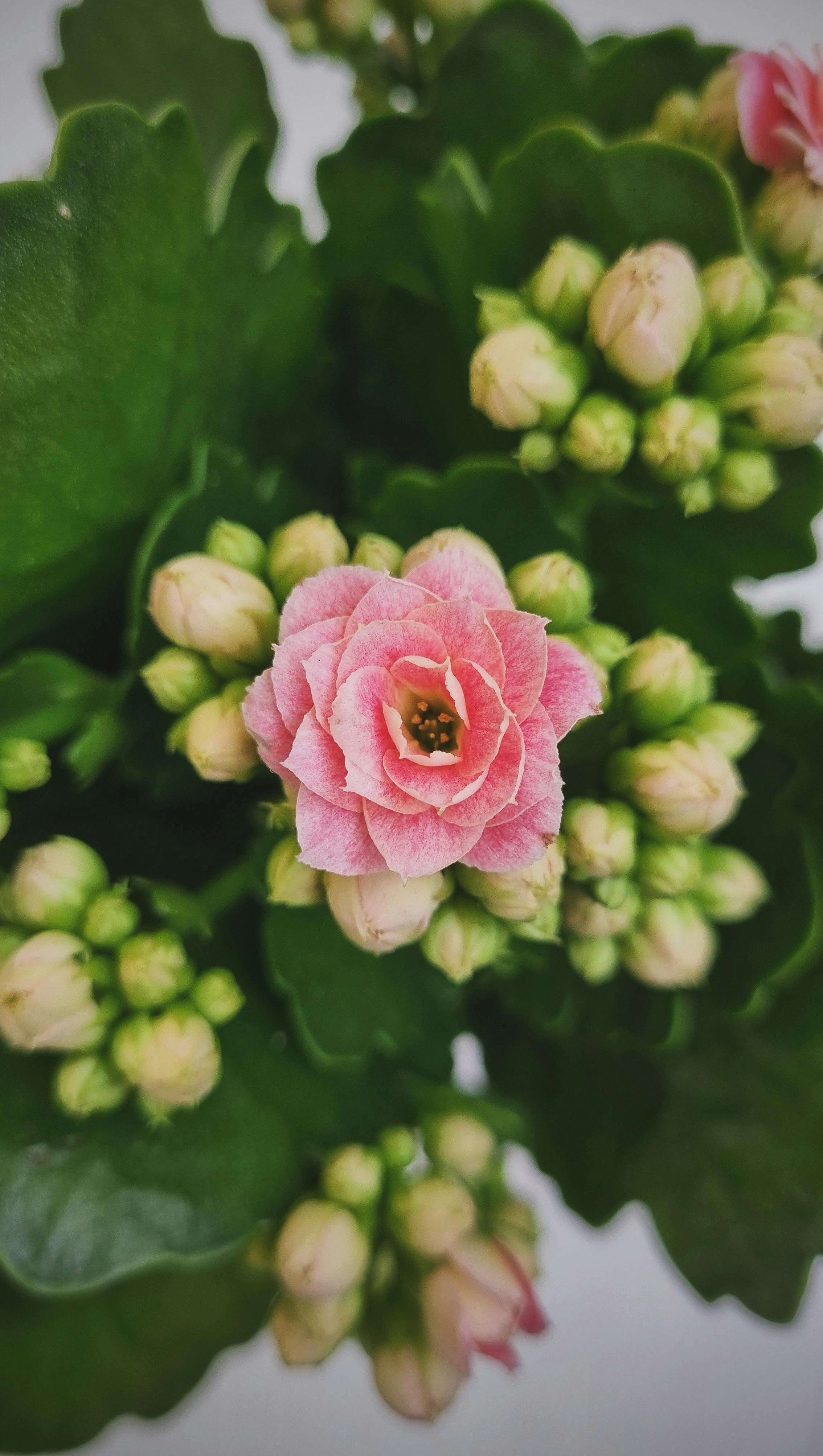 Foto de stock gratuita sobre adentro, belleza natural, botánica ...