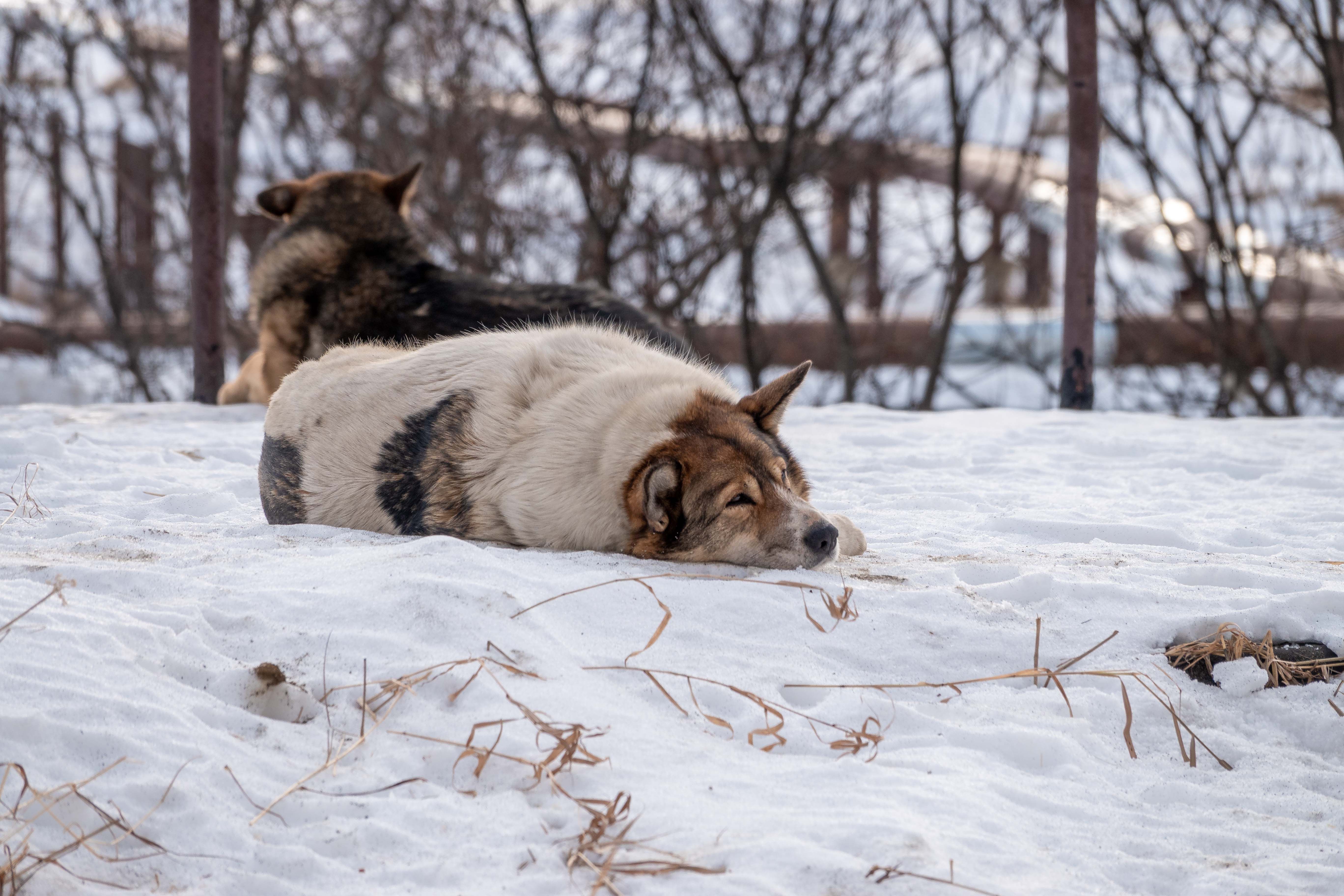 Dogs in winter · Free Stock Photo