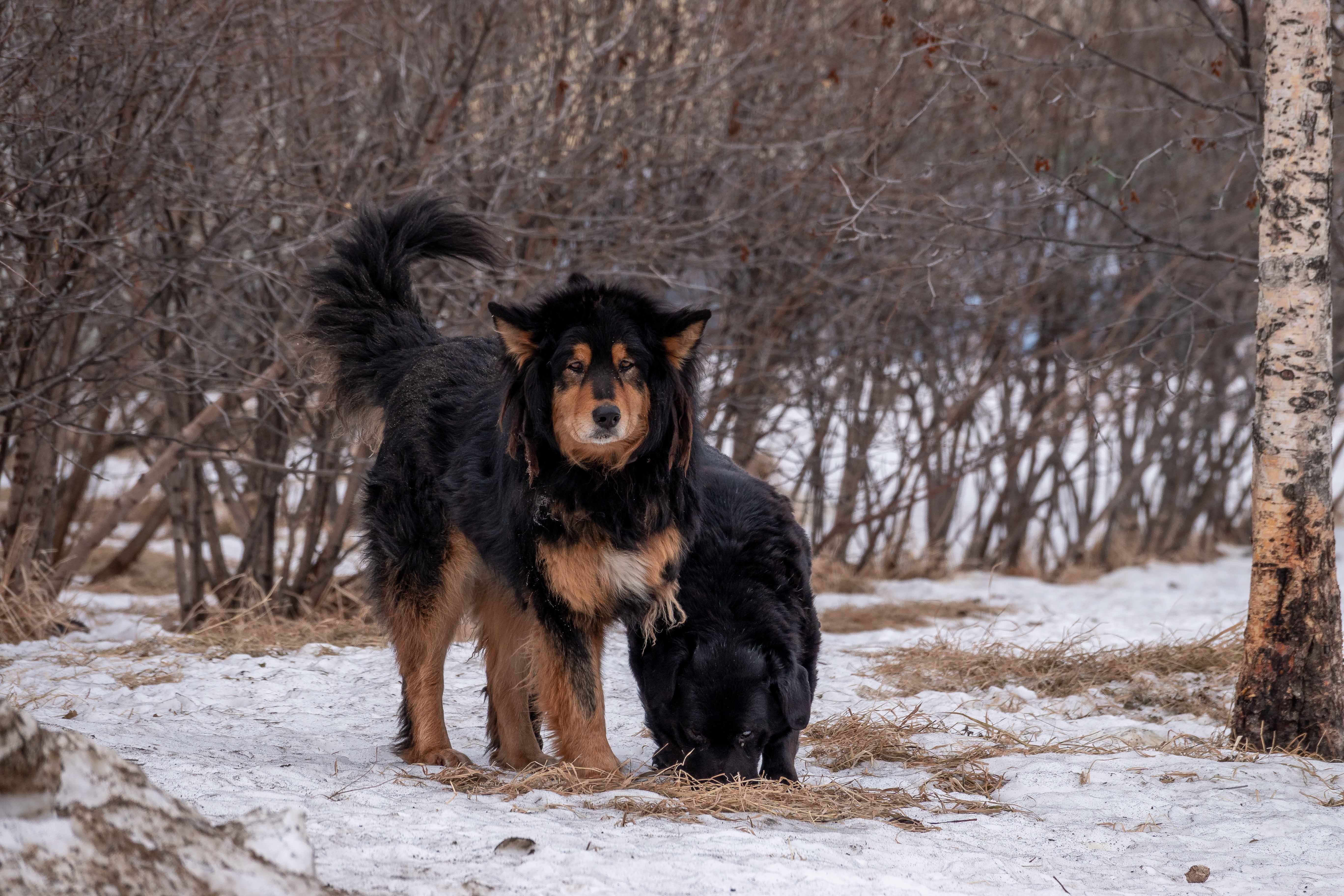Dogs in winter · Free Stock Photo