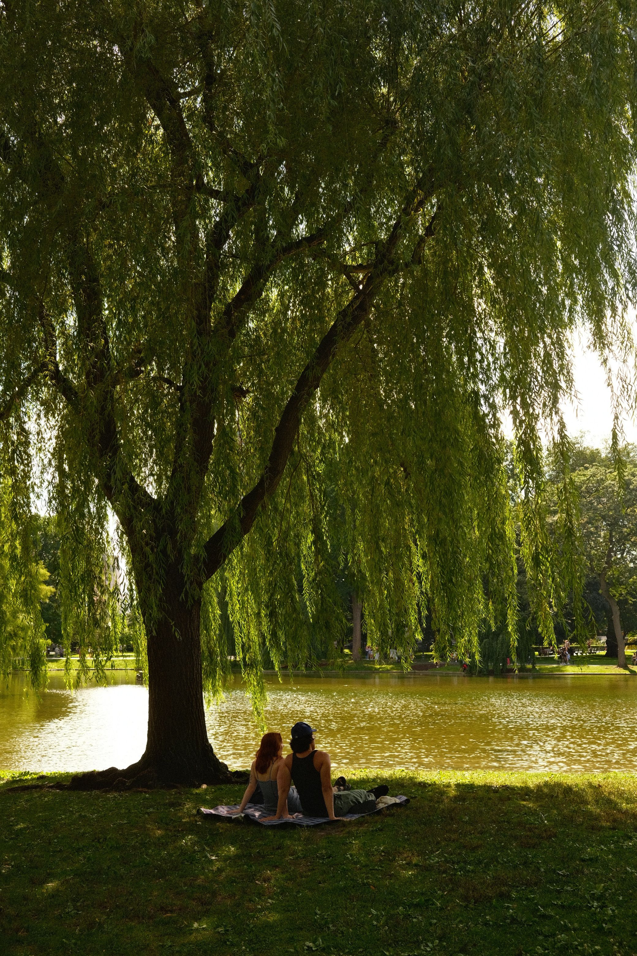 Back View of a Couple Sitting under a Tree in a Park · Free Stock Photo