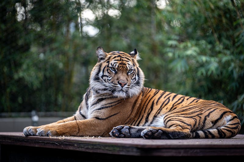 Tiger Poses Photos, Download The BEST Free Tiger Poses Stock Photos ...