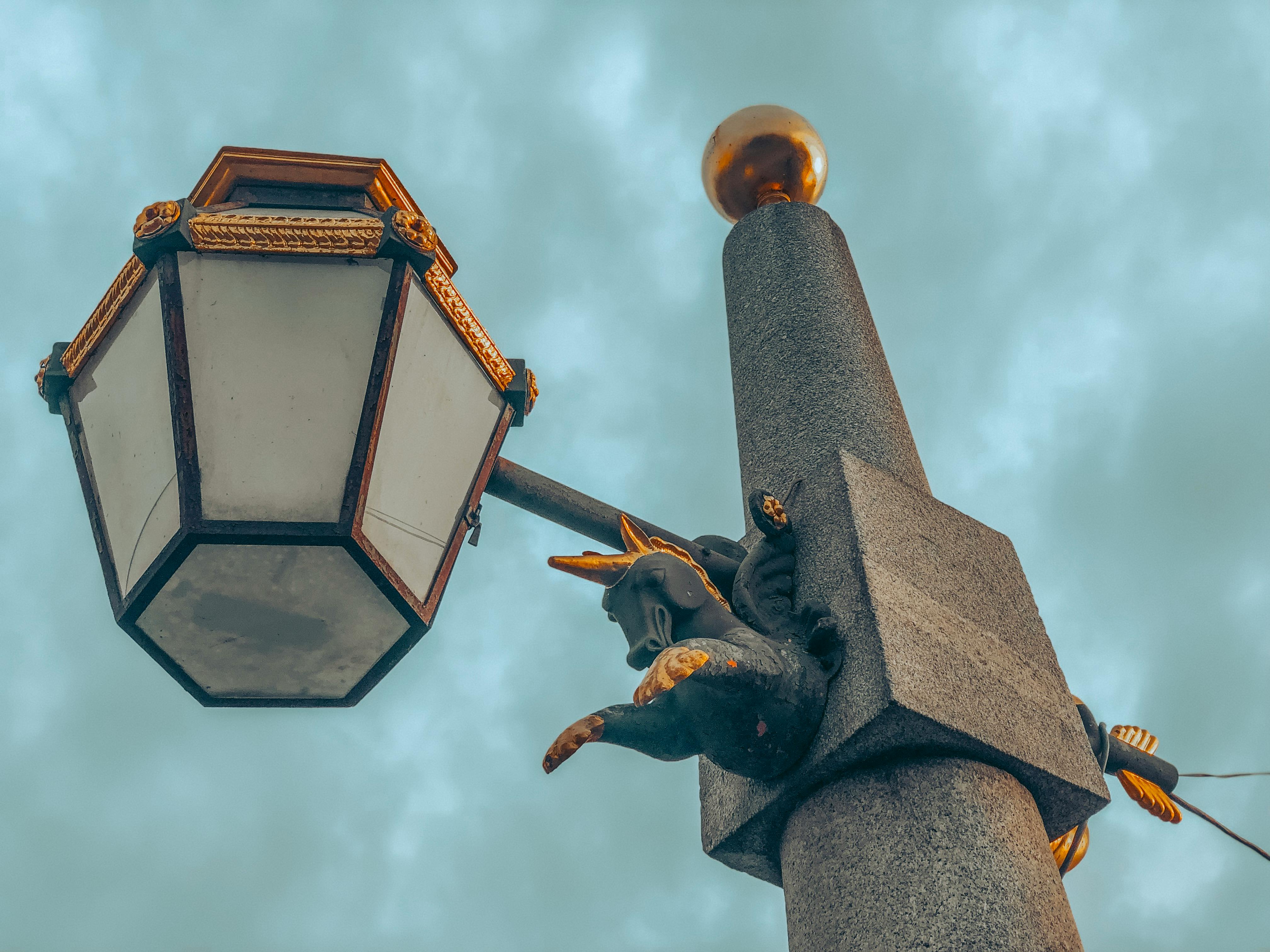 Ambam Gorilla - Photographie