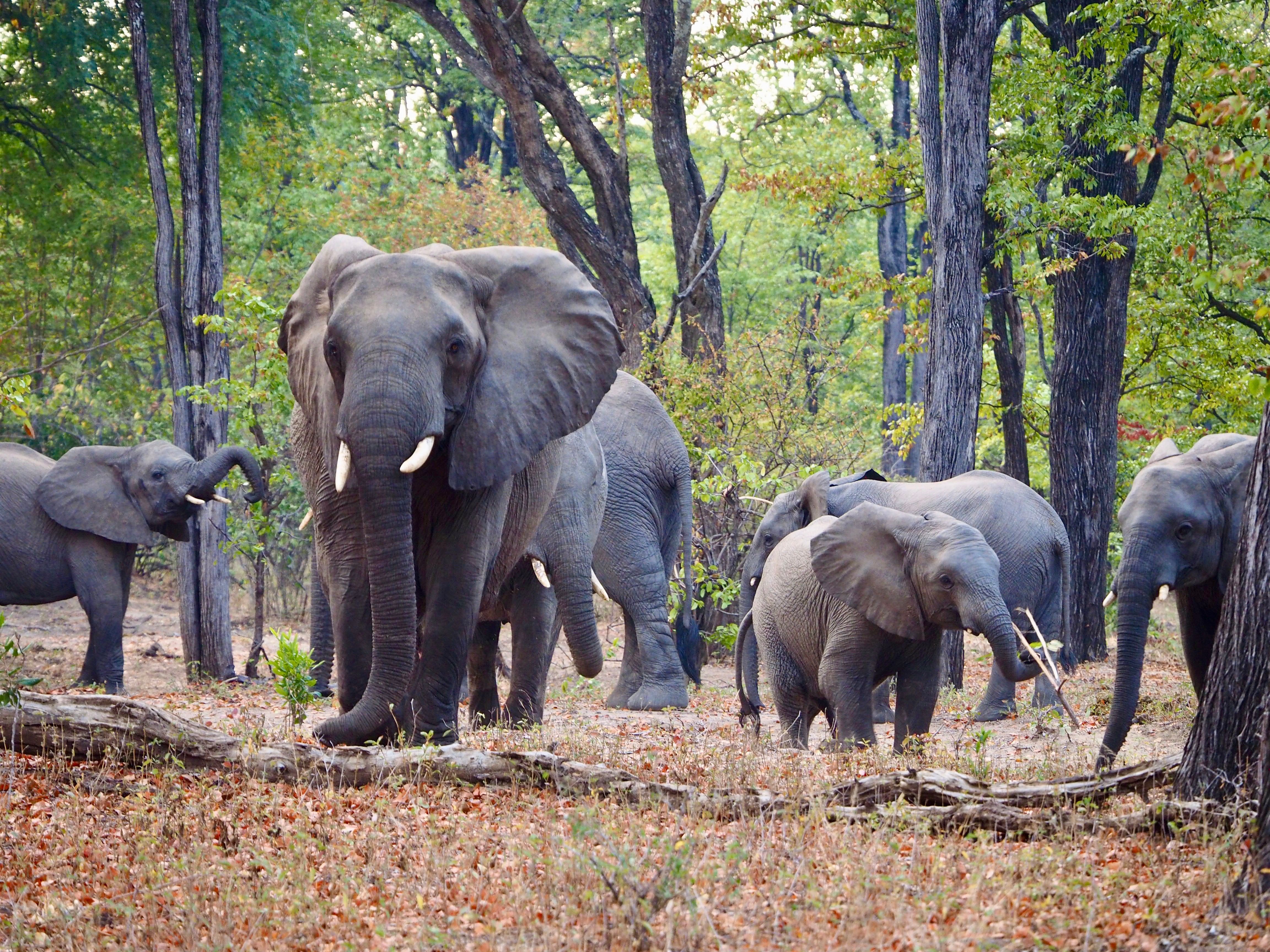 Elephants with Calves in a Forest · Free Stock Photo