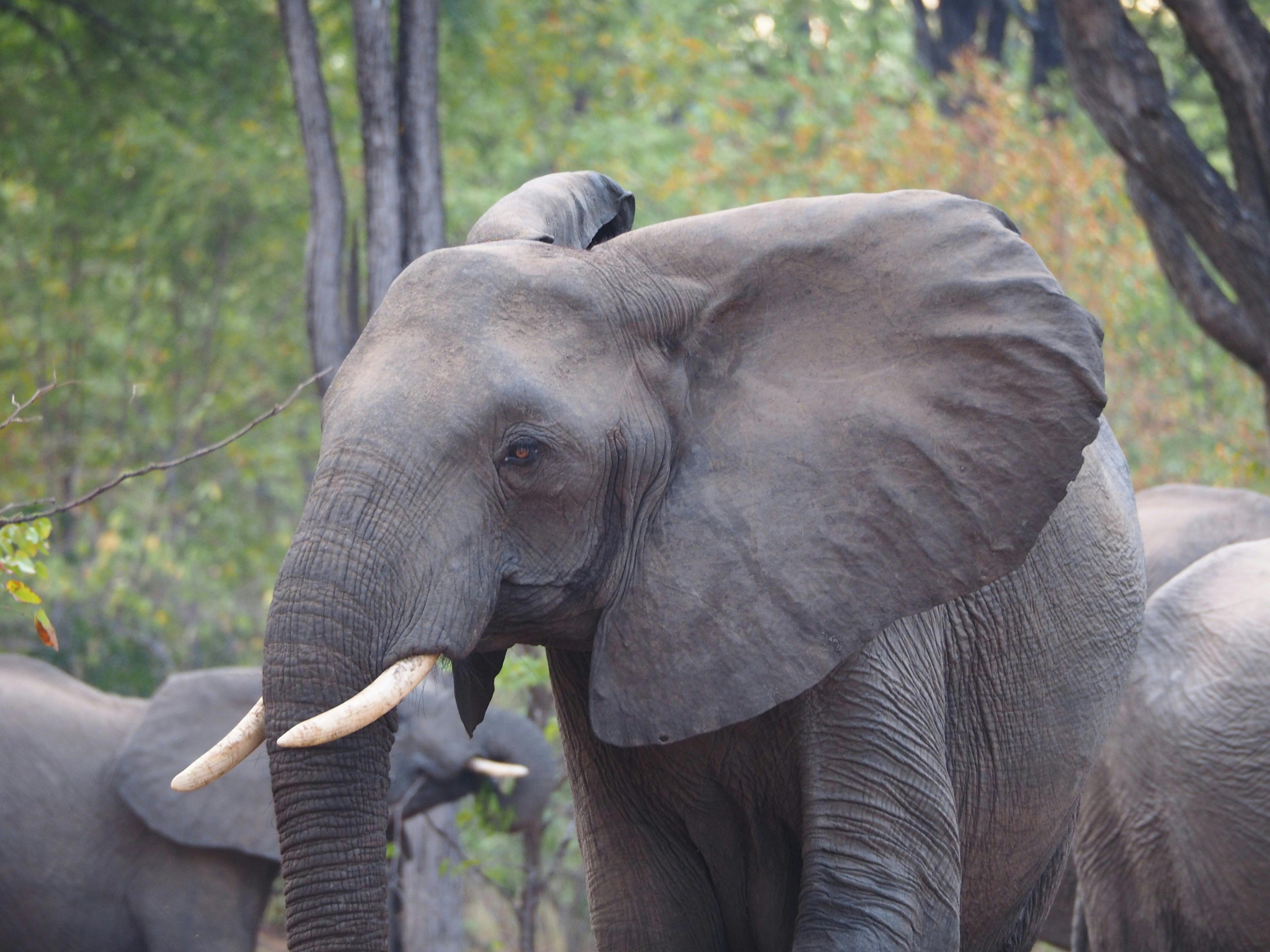 Gray Elephant · Free Stock Photo
