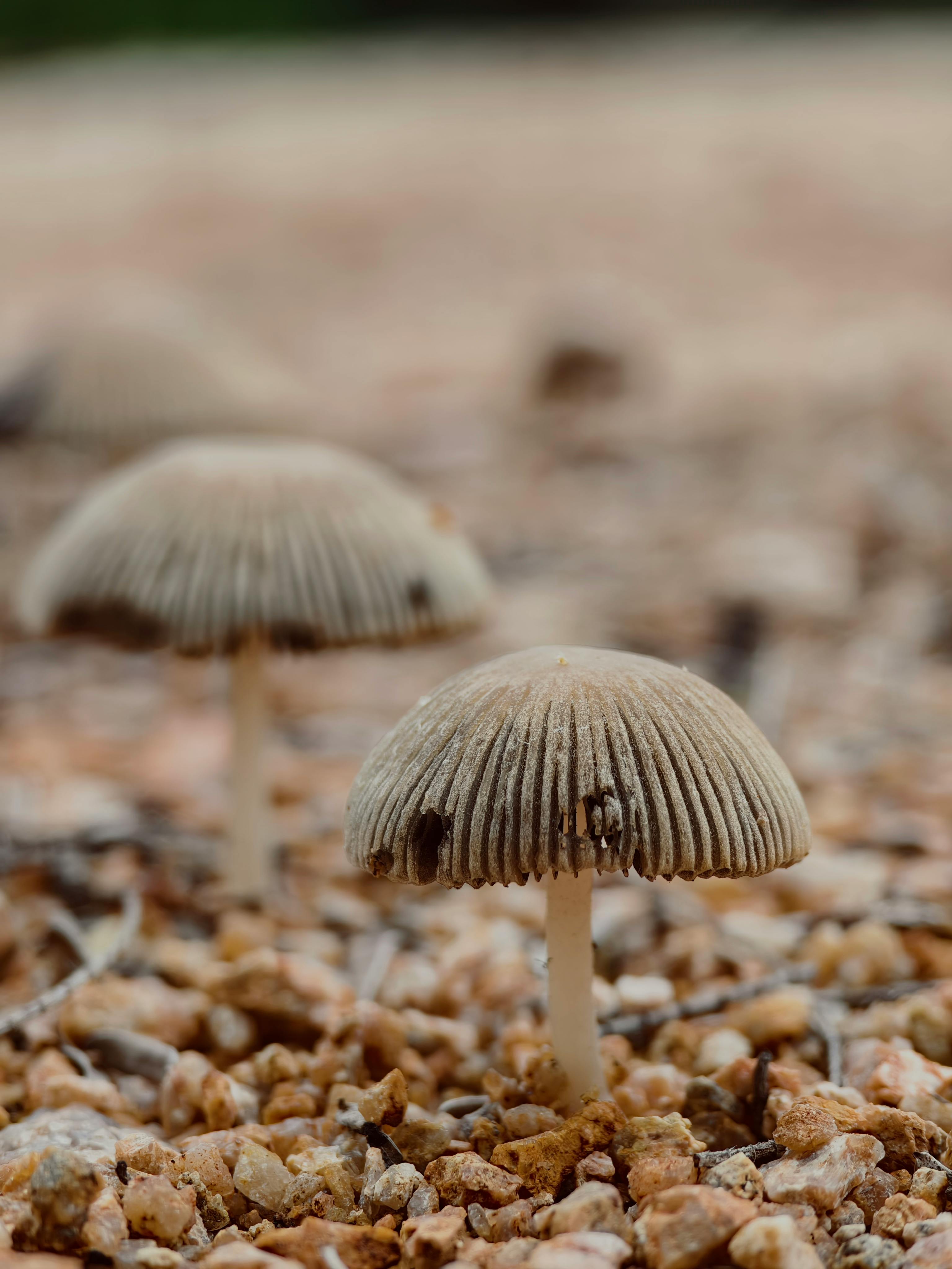 Mushrooms on the ground in a desert area · Free Stock Photo