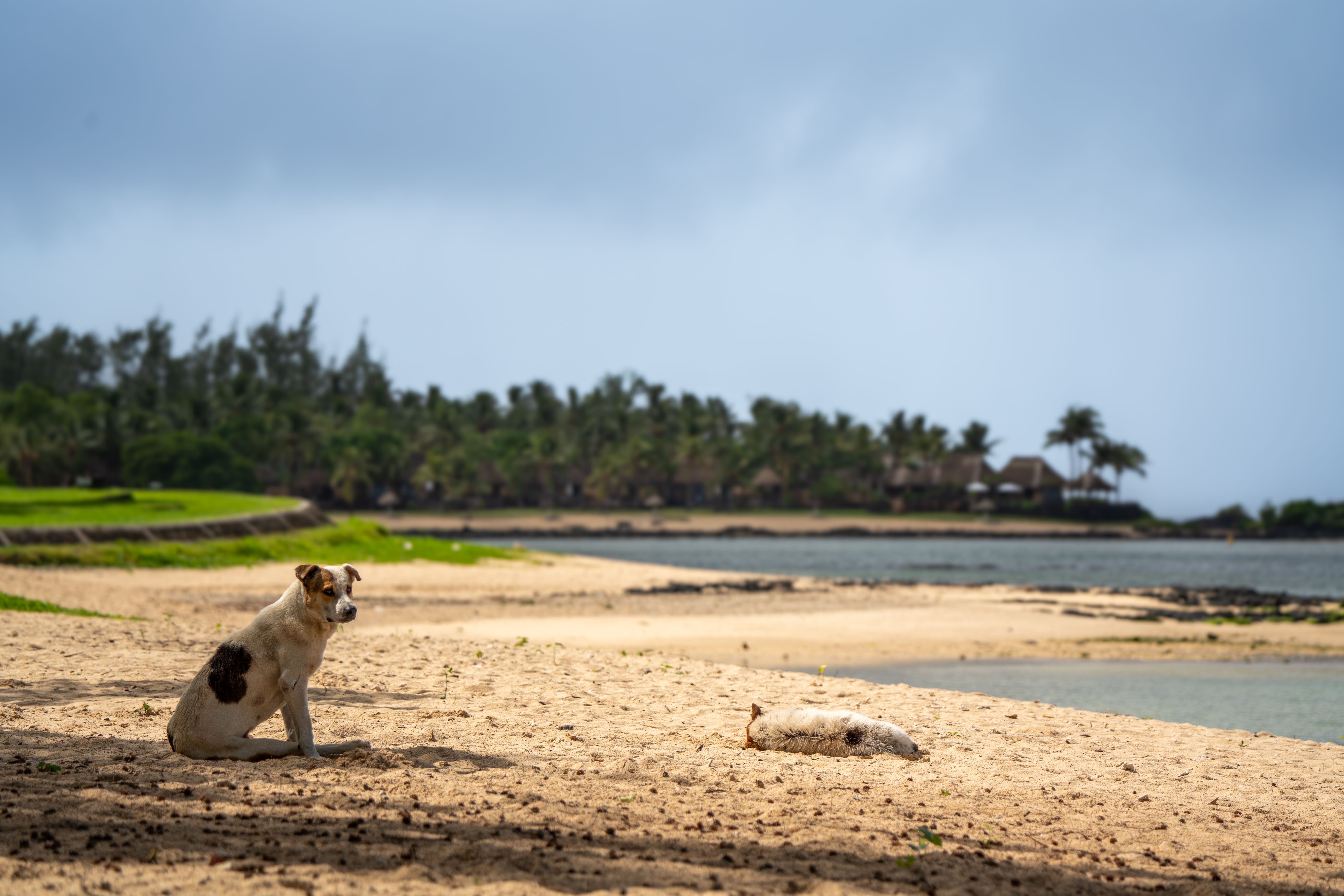 Close-up of Dogs on an Empty Beach · Free Stock Photo