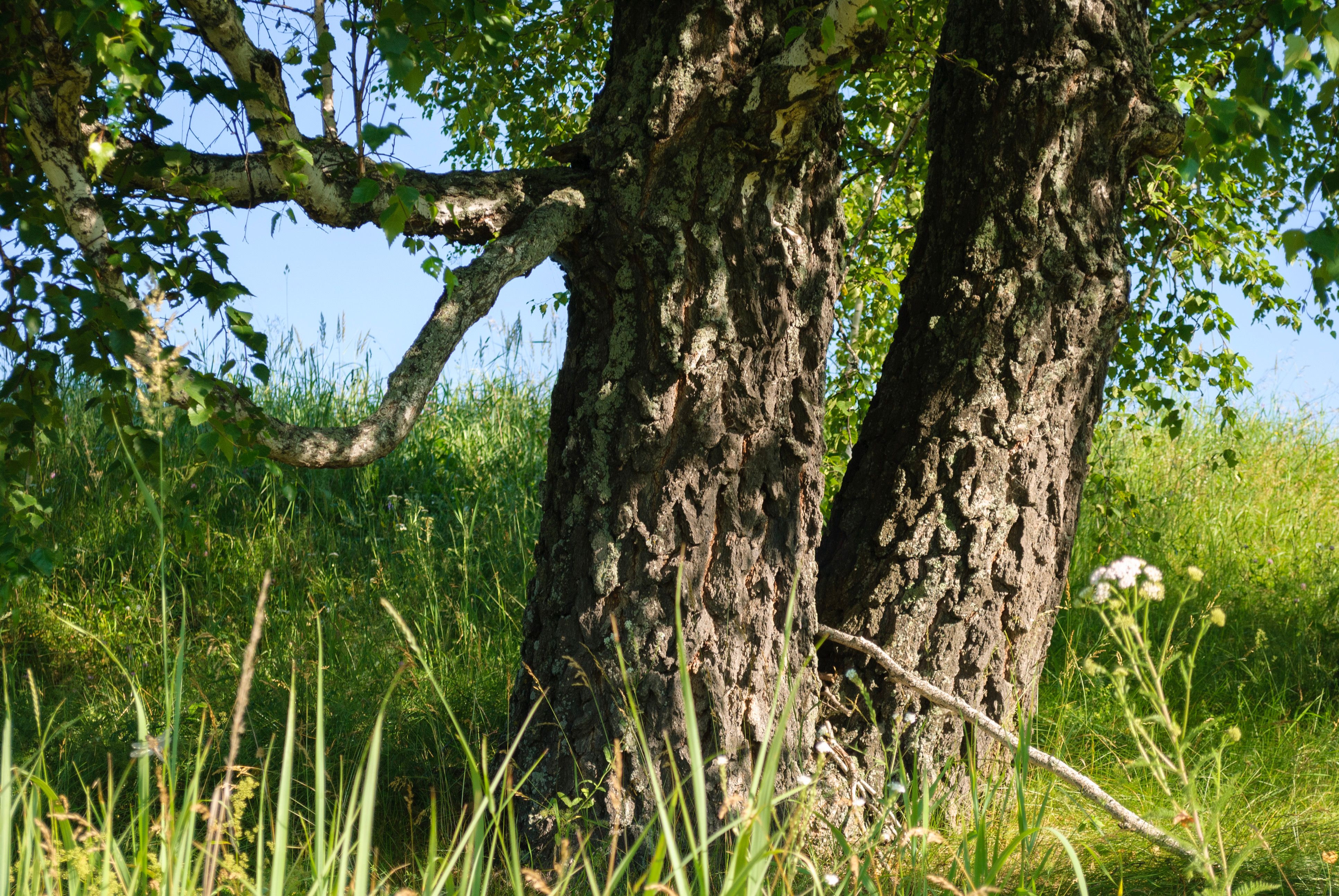 A tree with a large trunk and some grass · Free Stock Photo