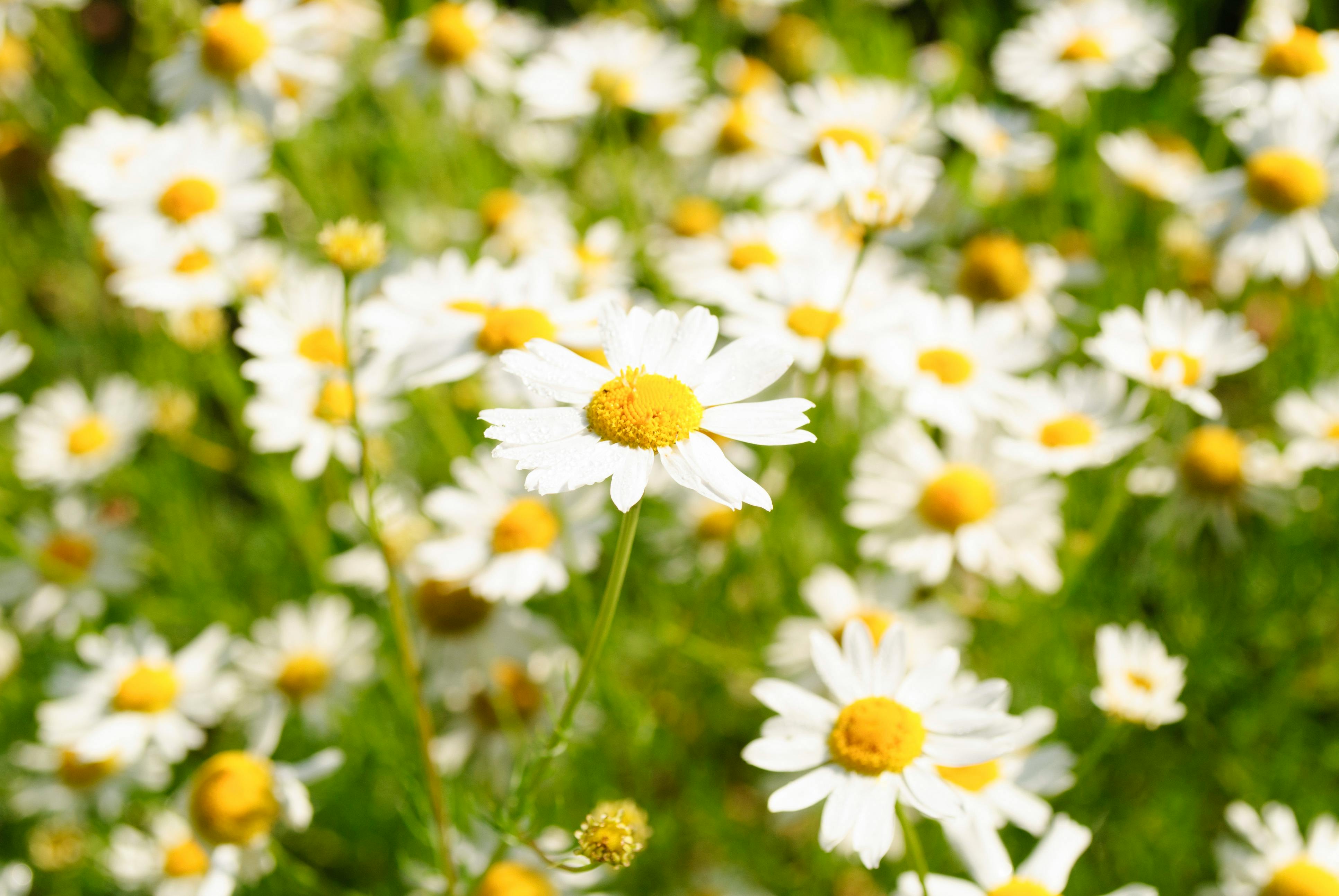 Close-up of Chamomile Flowers · Free Stock Photo