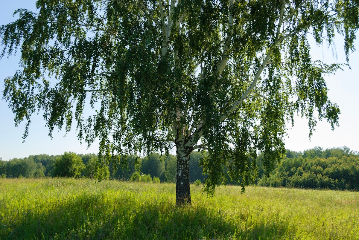 Use Free Stock Avatars Photos, Download The BEST Free Use Free Stock ...