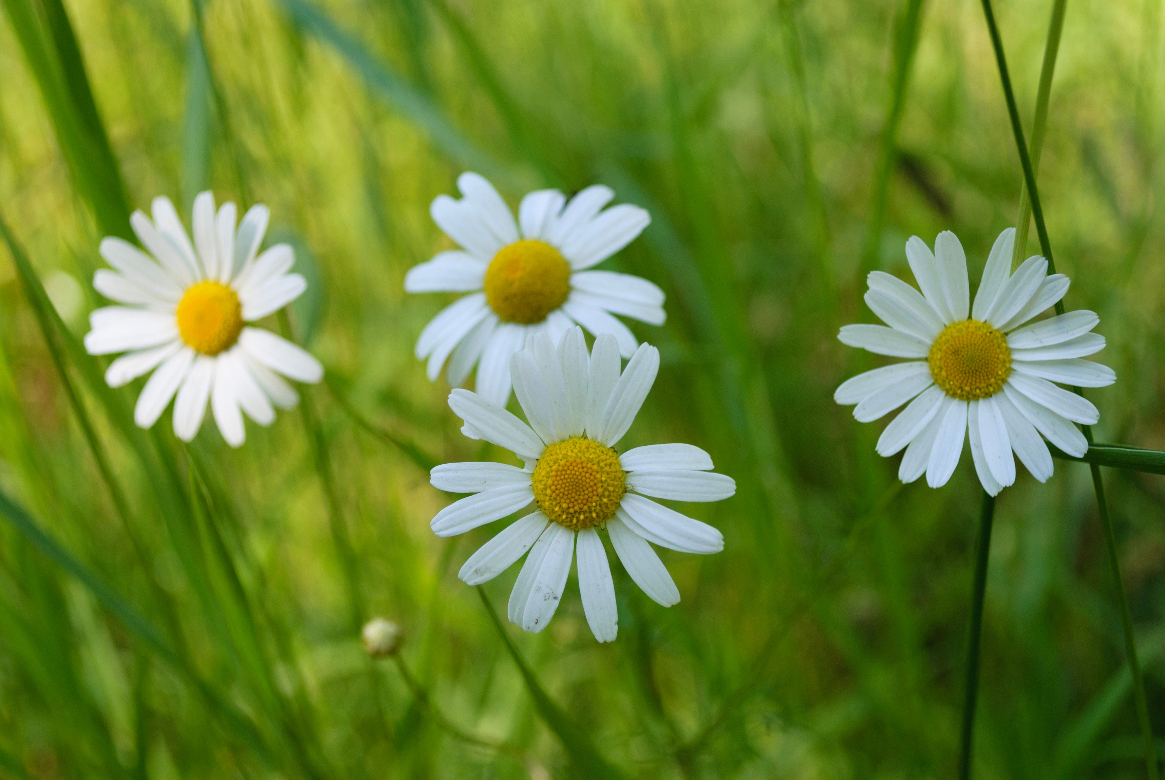 Close-up of Chamomile Growing on a Meadow · Free Stock Photo