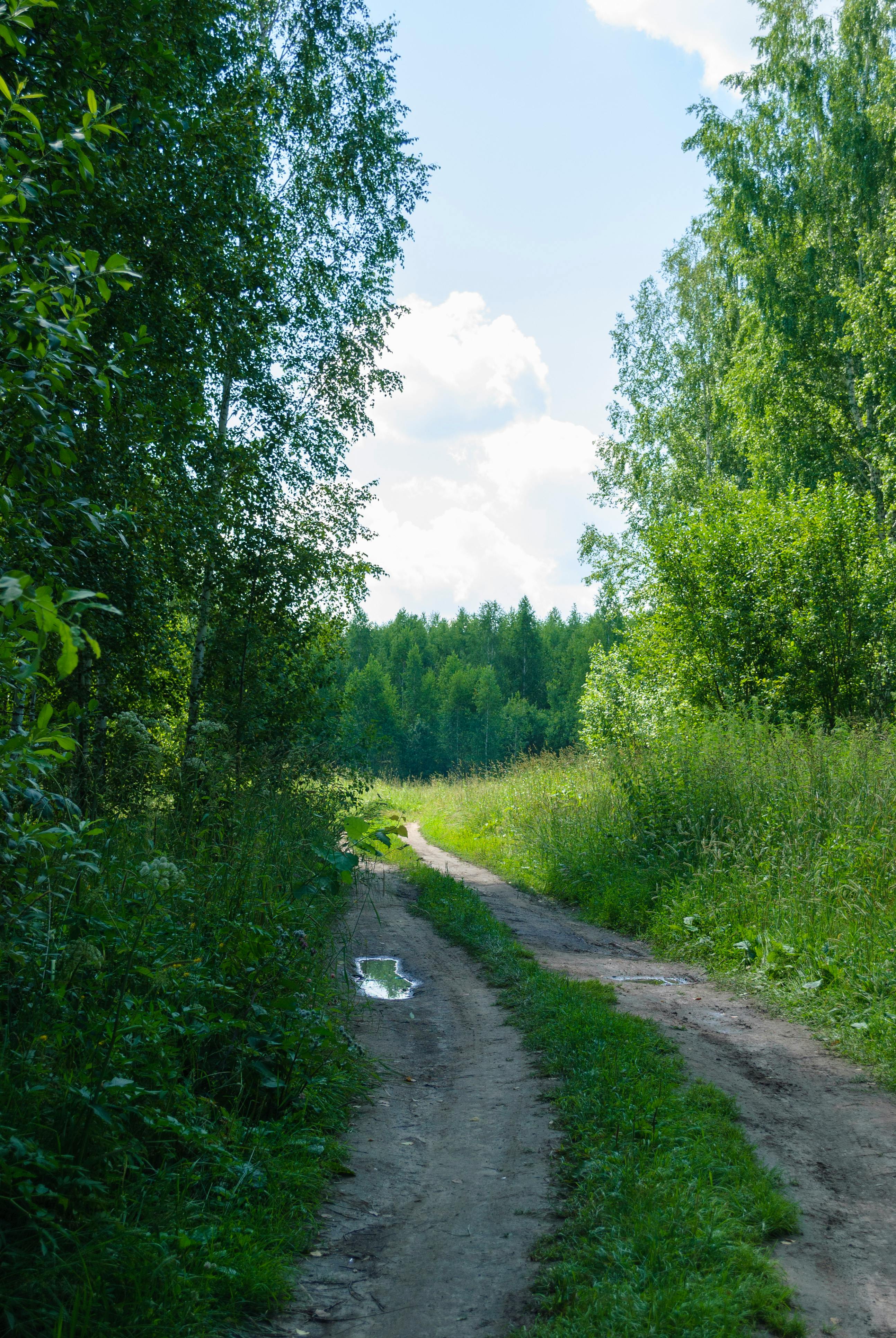 Hidden road · Free Stock Photo