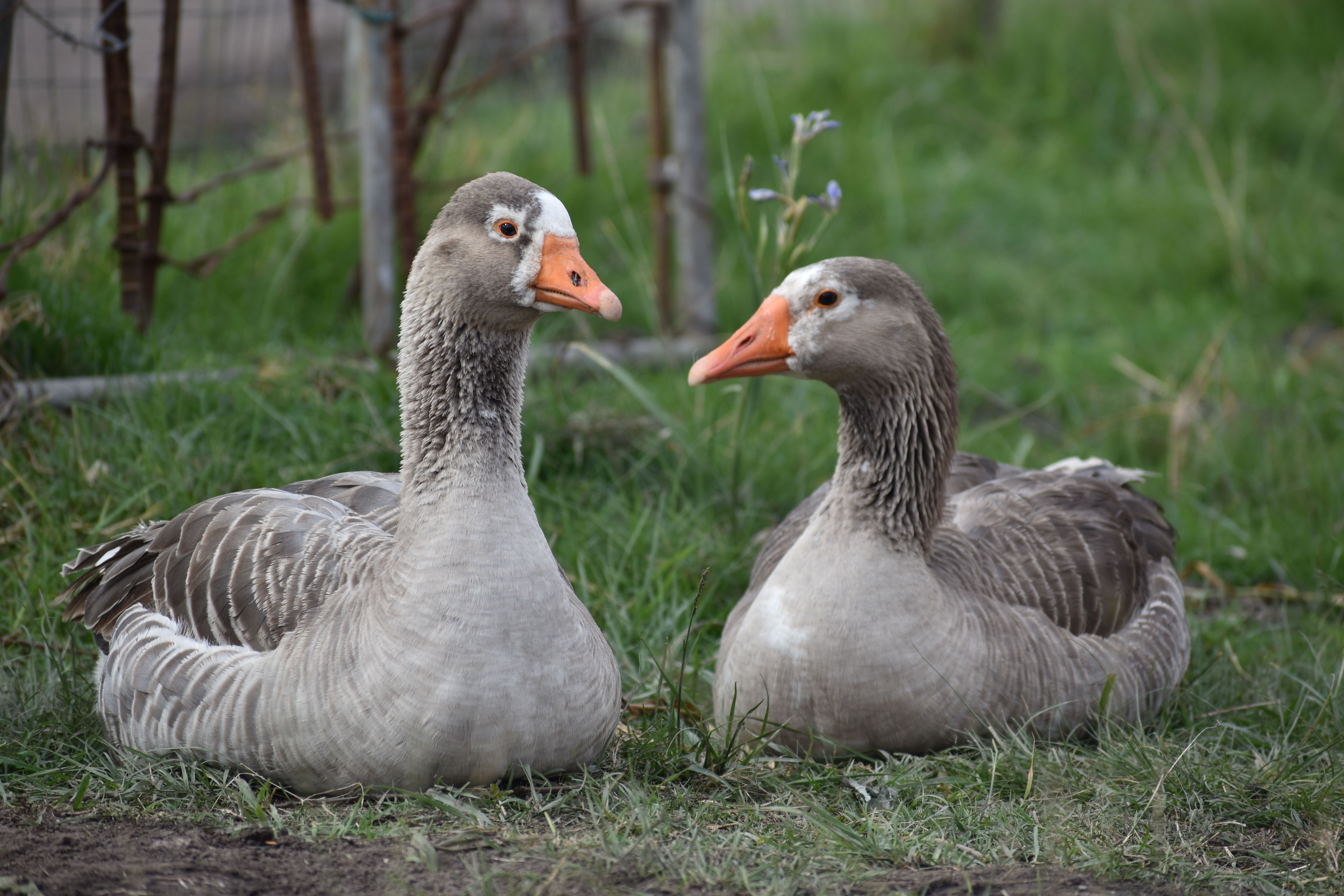 Close-up of Geese Sitting on the Grass · Free Stock Photo