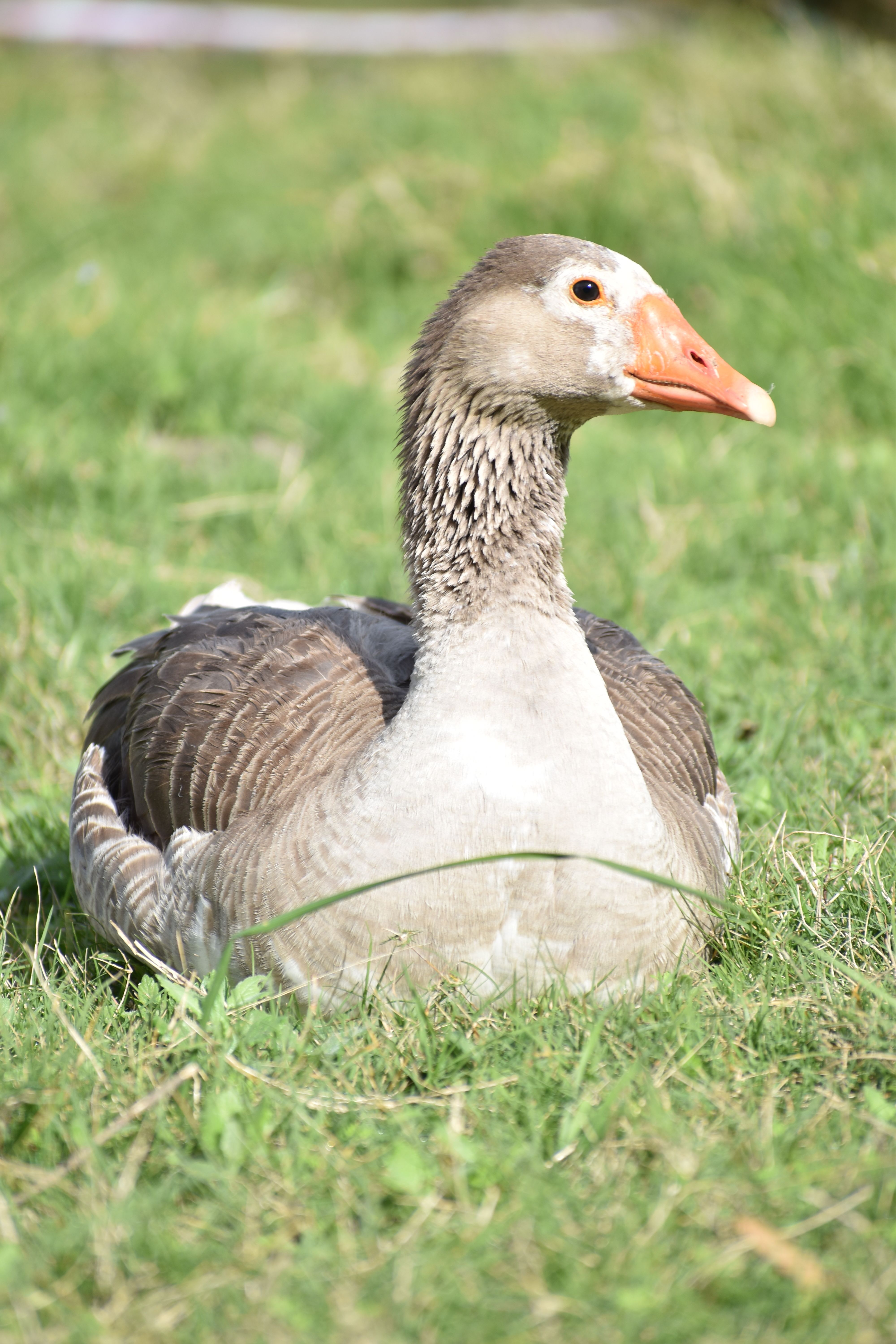 Close-up of a Goose Sitting on the Grass · Free Stock Photo