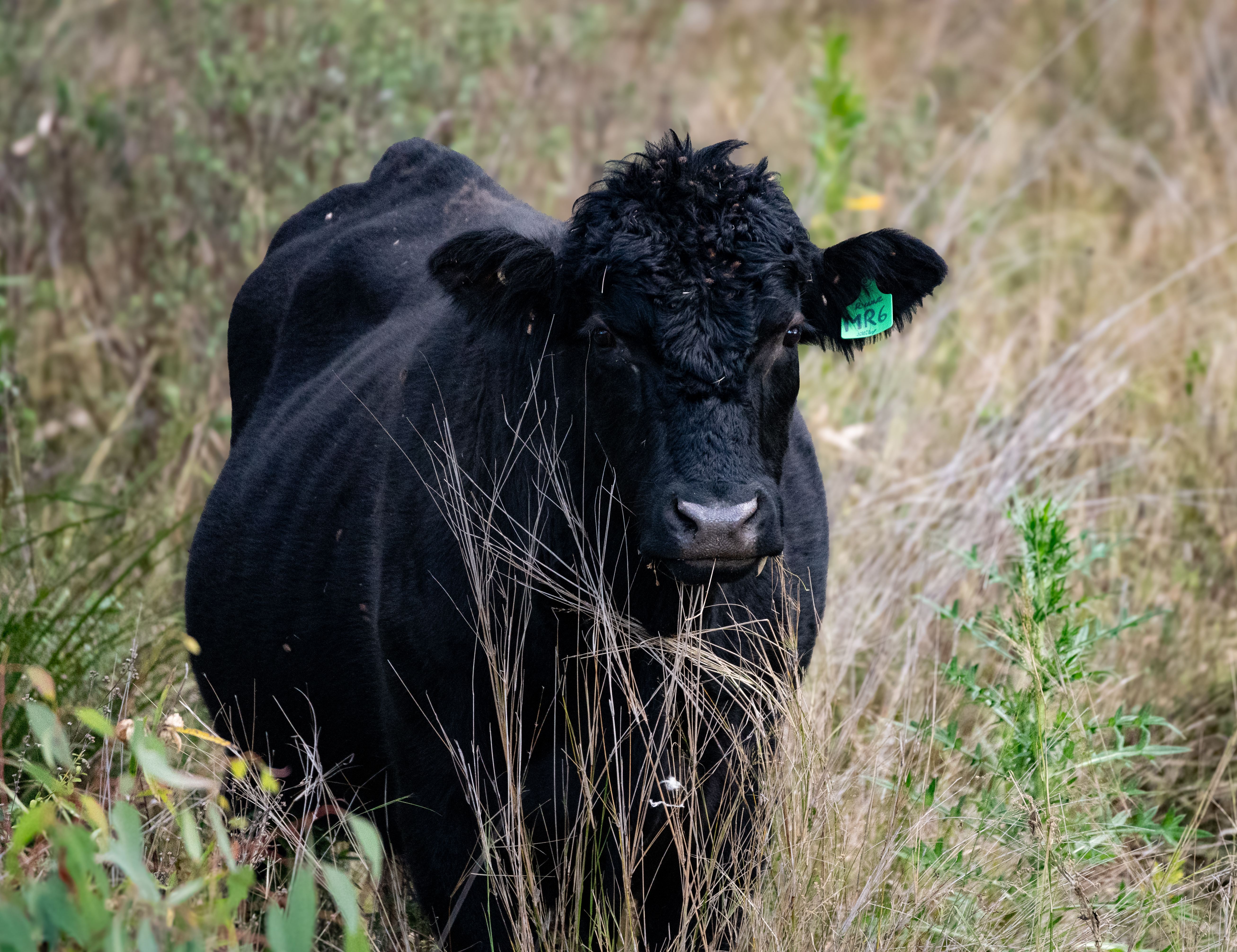 Close-up of a Black Cow · Free Stock Photo