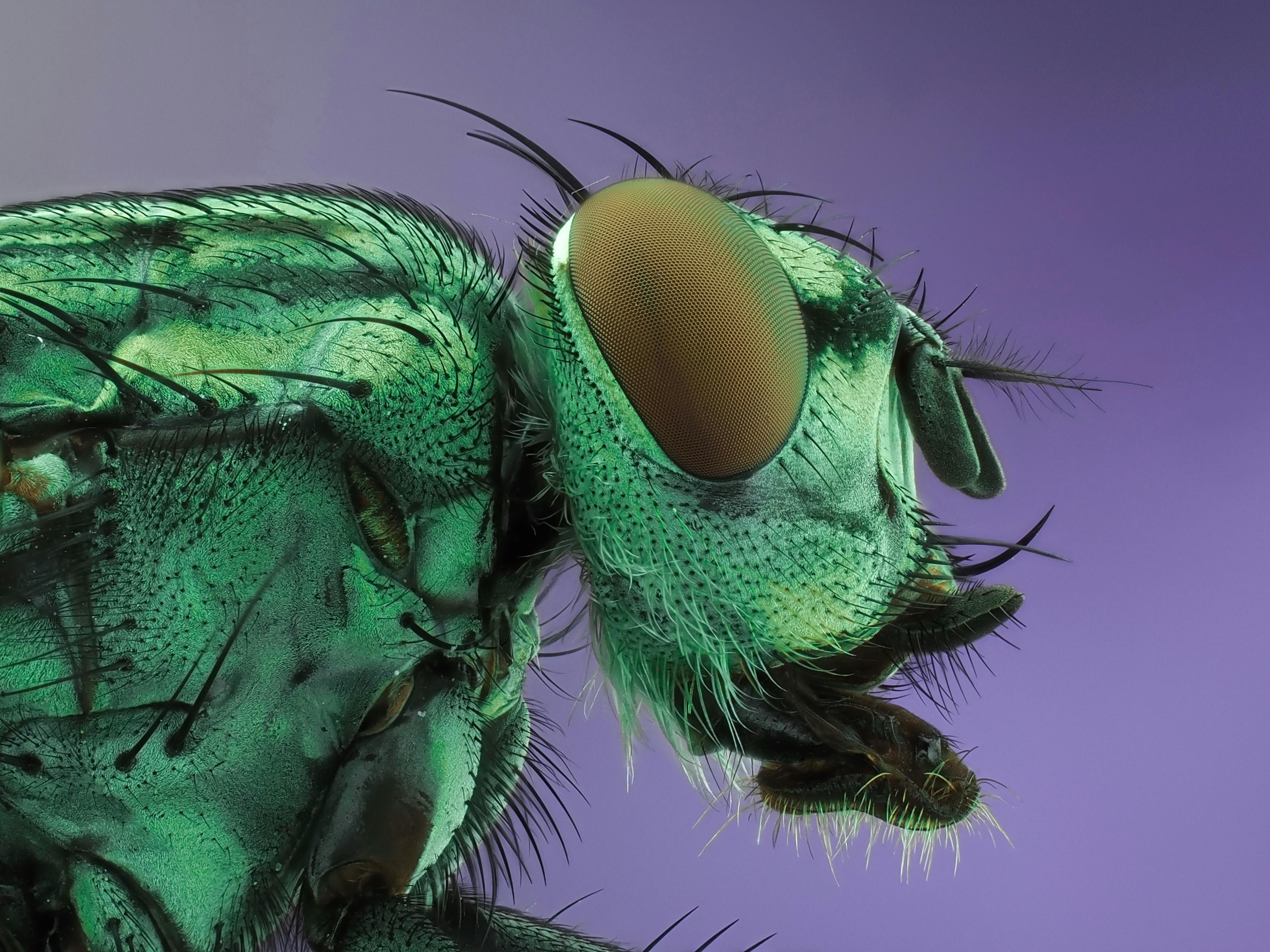 Common Green Bottle Fly · Free Stock Photo