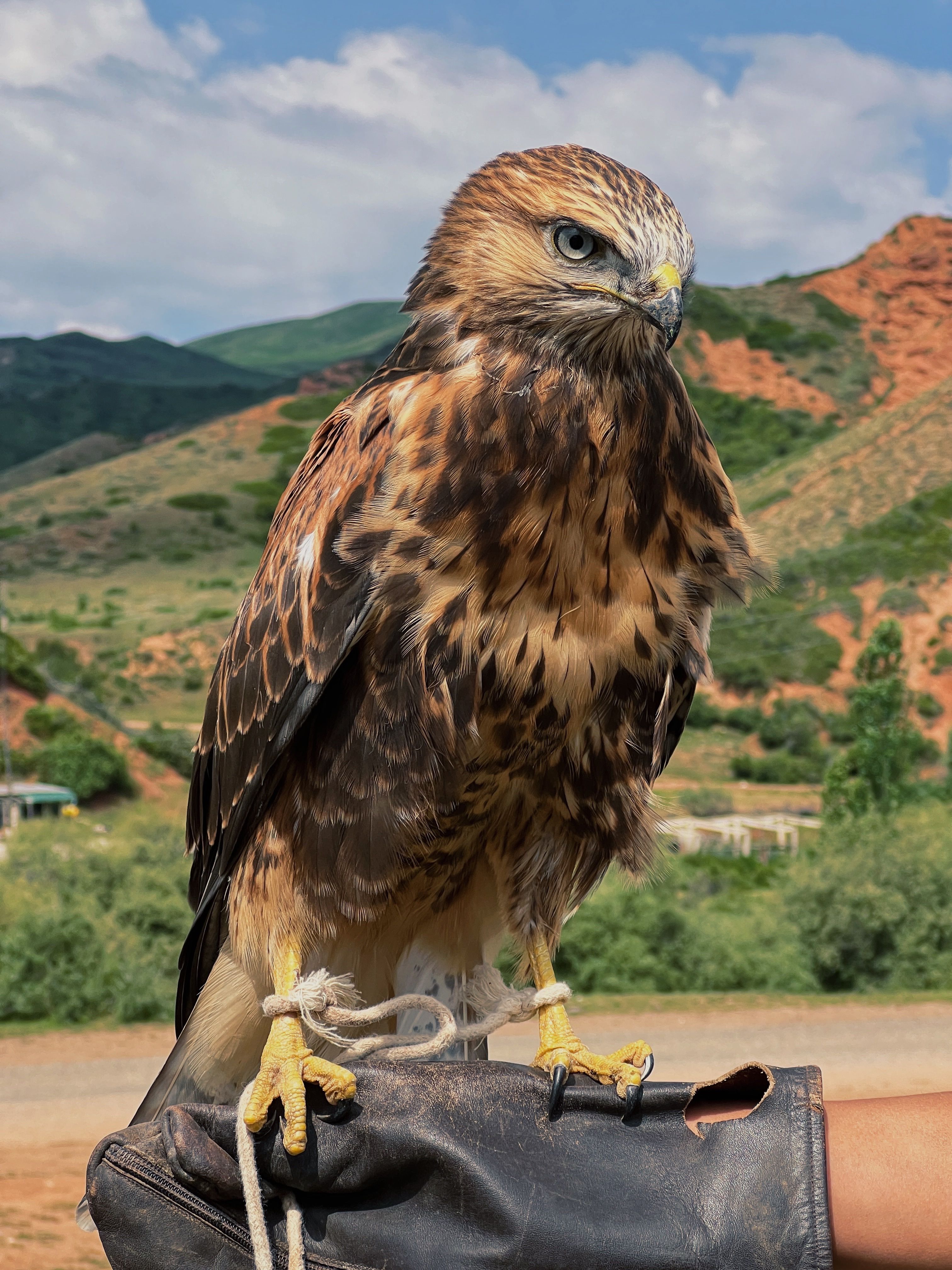 Long Legged Buzzard · Free Stock Photo