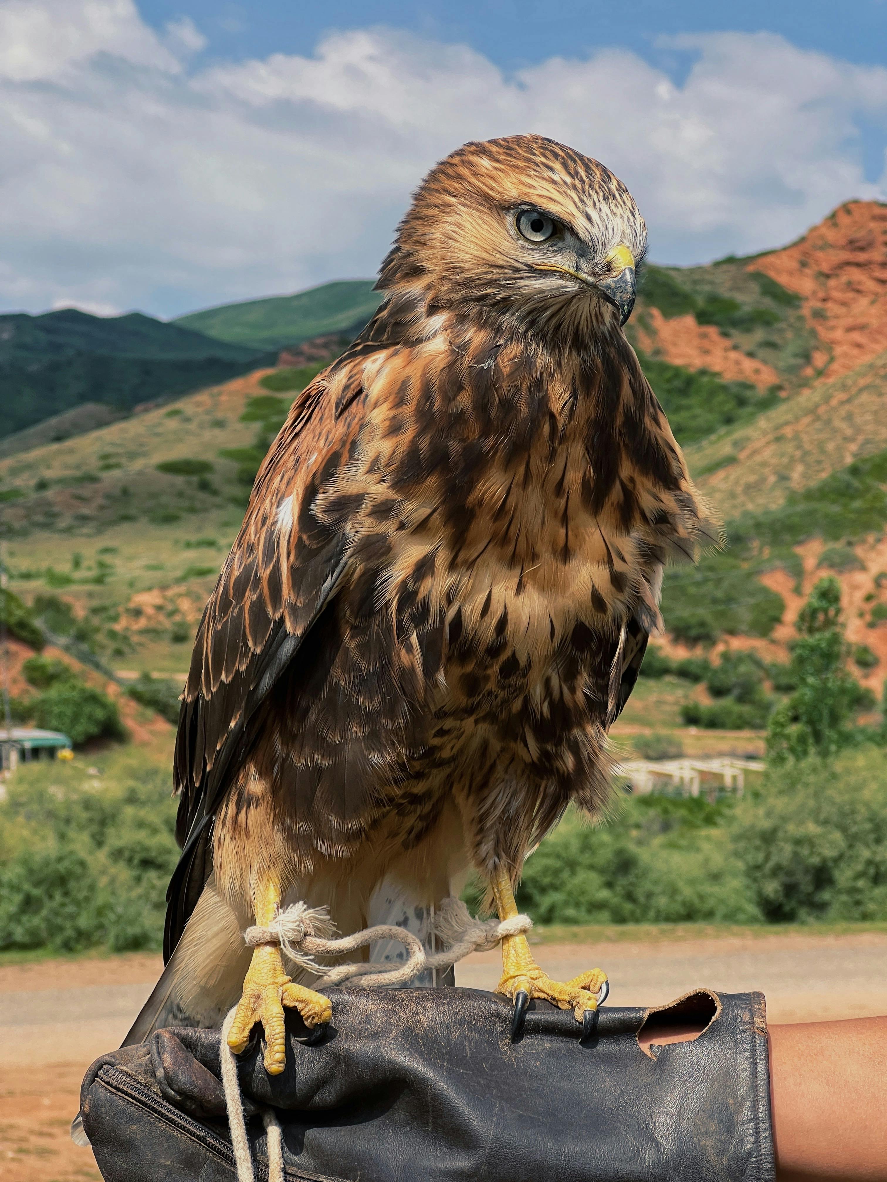 Foto de stock gratuita sobre accipítridos, águila, al aire libre ...