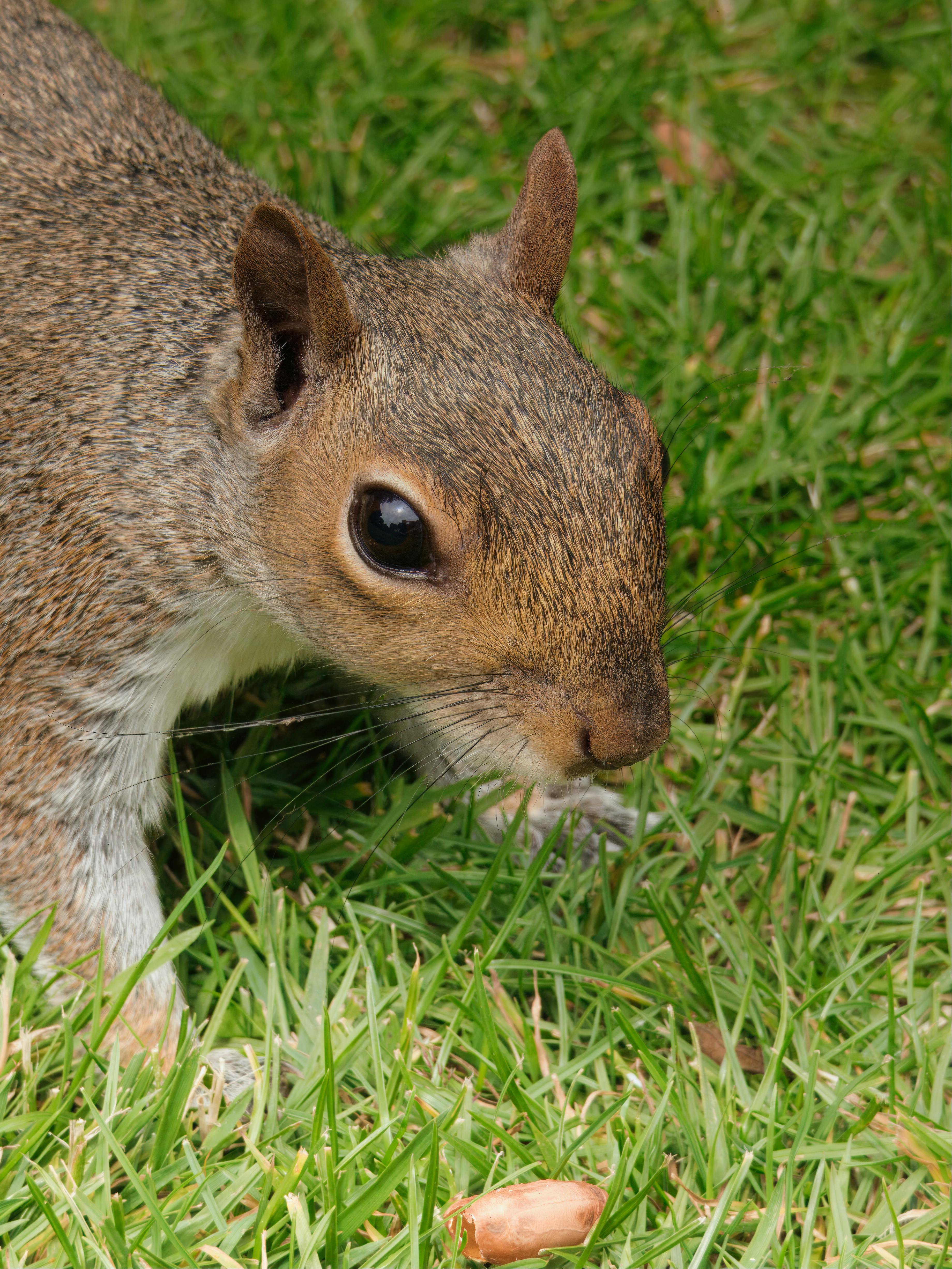 Garden Green And Brown Set Up Photos, Download The BEST Free Garden ...