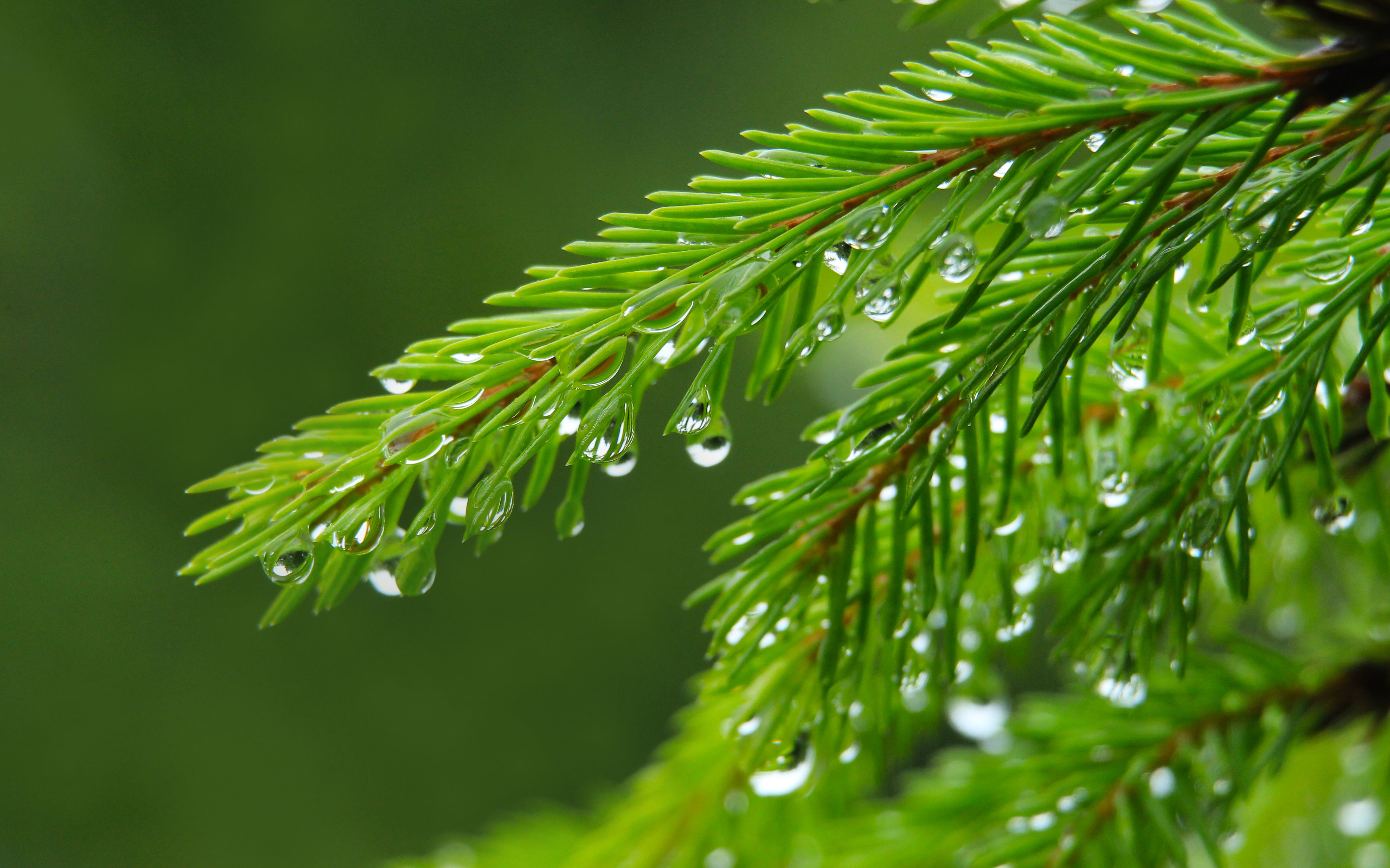 Raindrops On Evergreen Needles Free Stock Photo